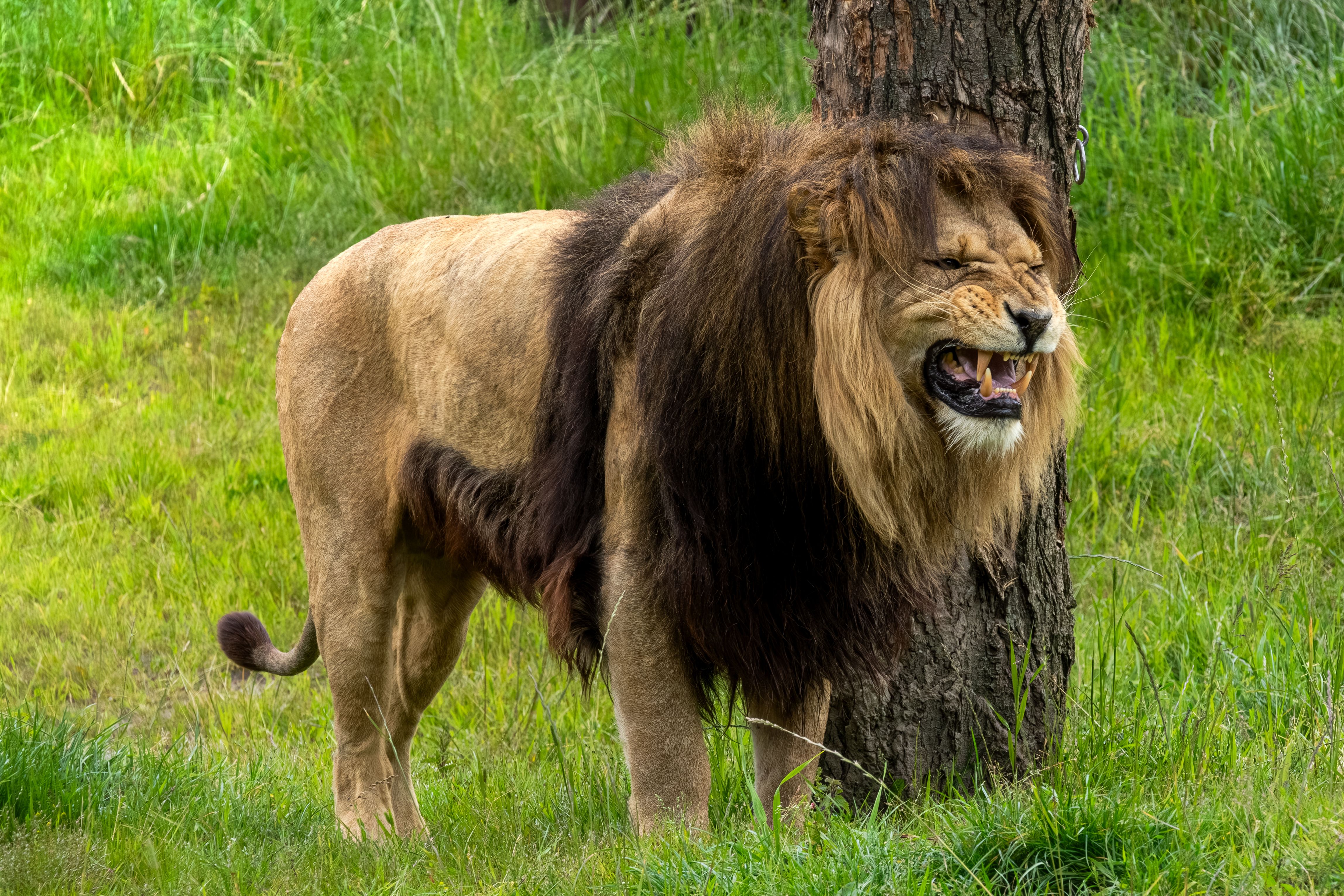 Lion in Nature · Free Stock Photo