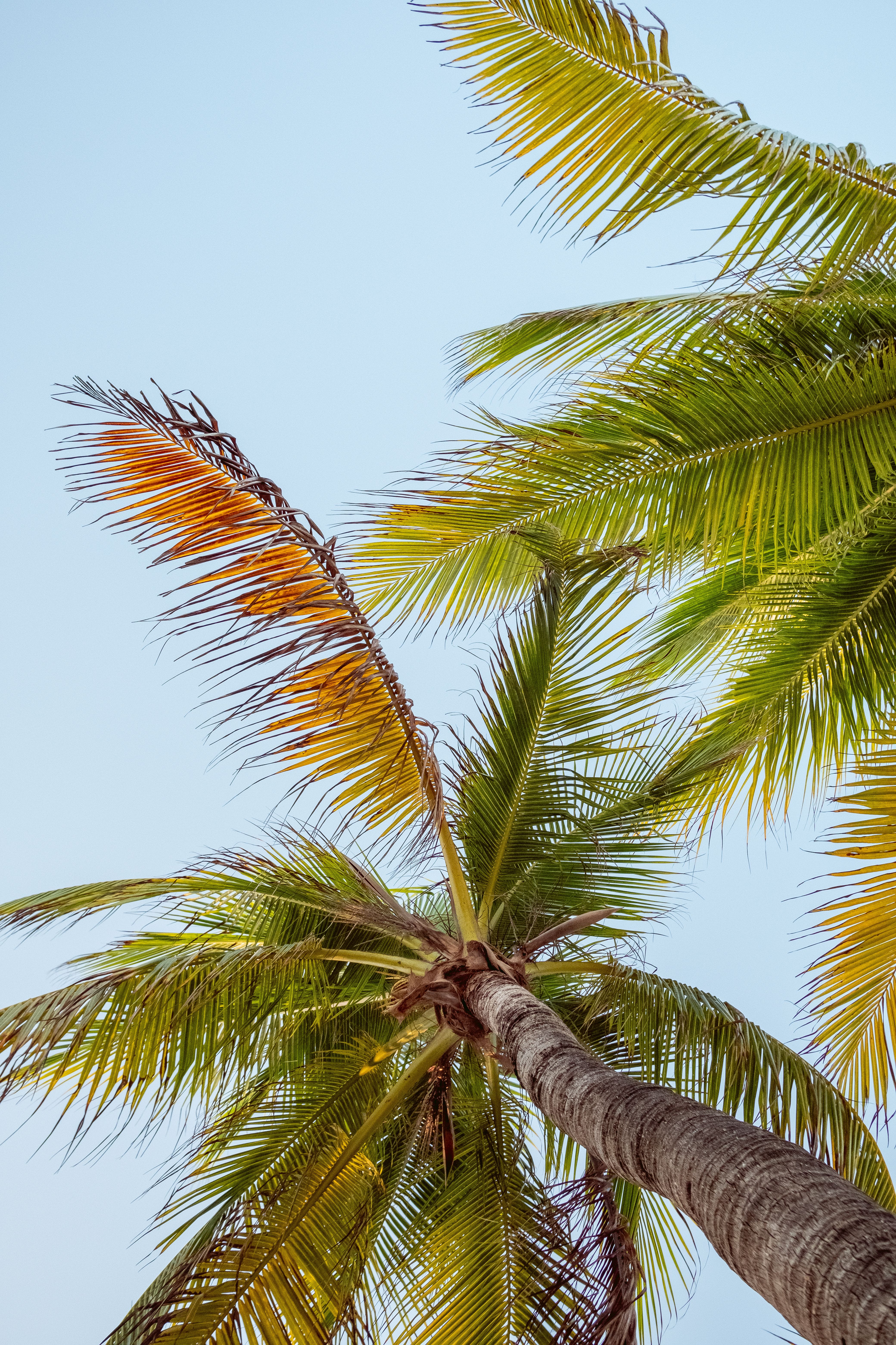 Two palm trees with their tops facing the sky · Free Stock Photo