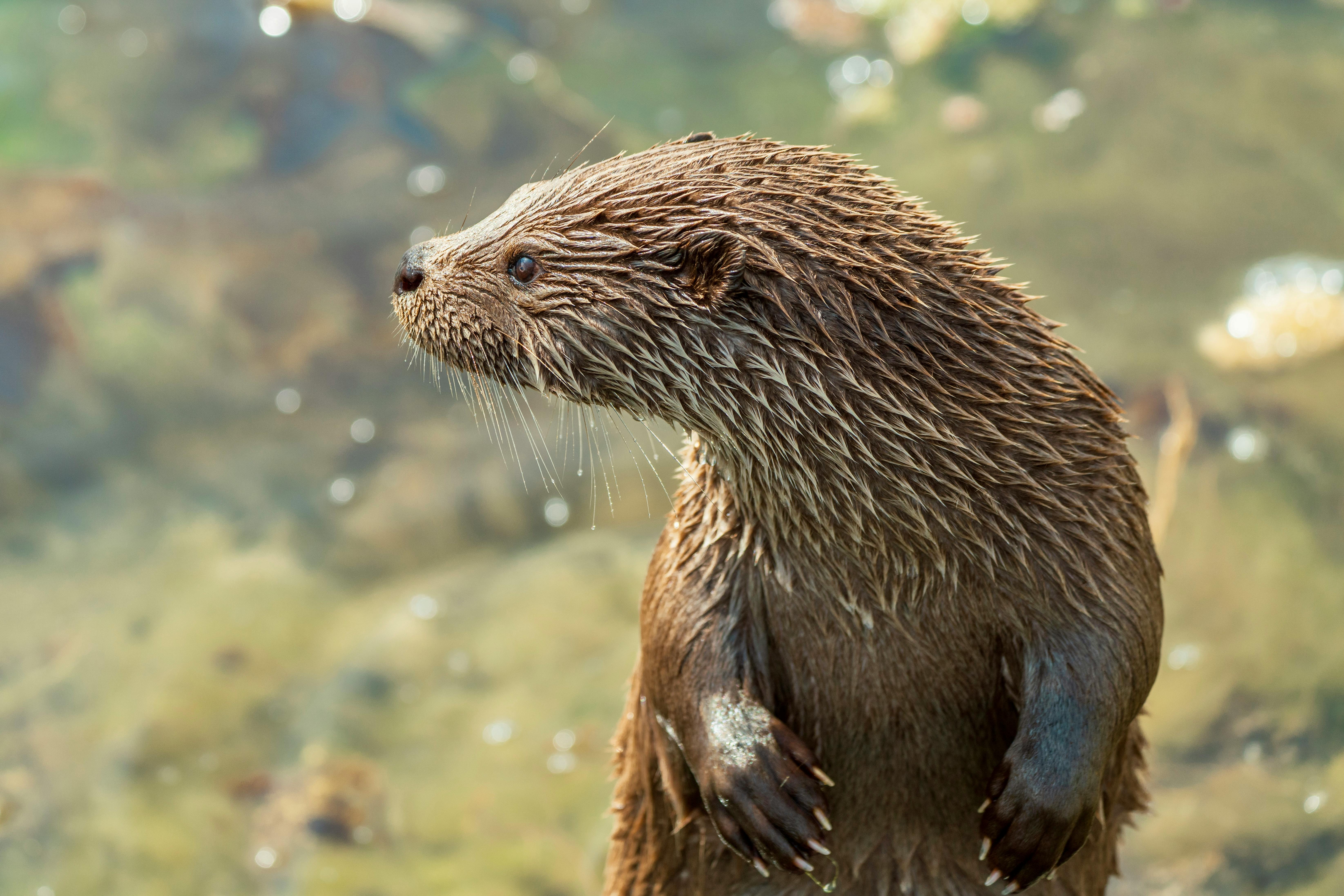 Omra Otter Photos, Download The BEST Free Omra Otter Stock Photos & HD ...
