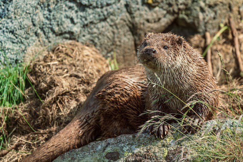 Beaver Photos, Download The BEST Free Beaver Stock Photos & HD Images