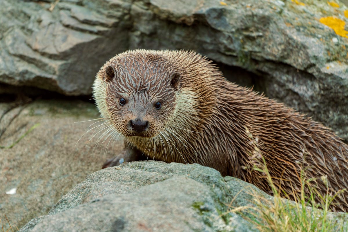 Beaver Photos, Download The BEST Free Beaver Stock Photos & HD Images