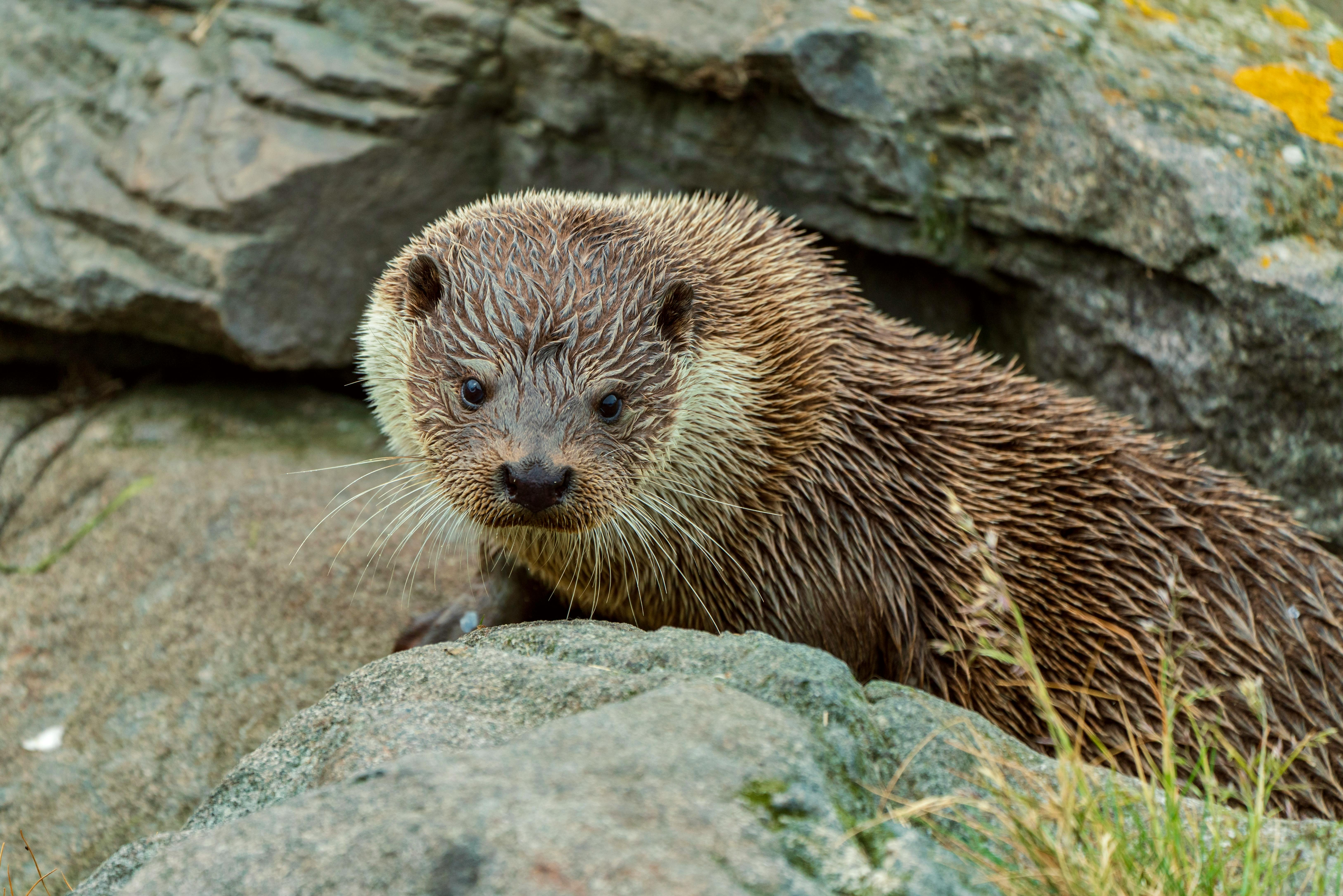 Foto de stock gratuita sobre animal, castor, fauna, húmedo, marrón ...