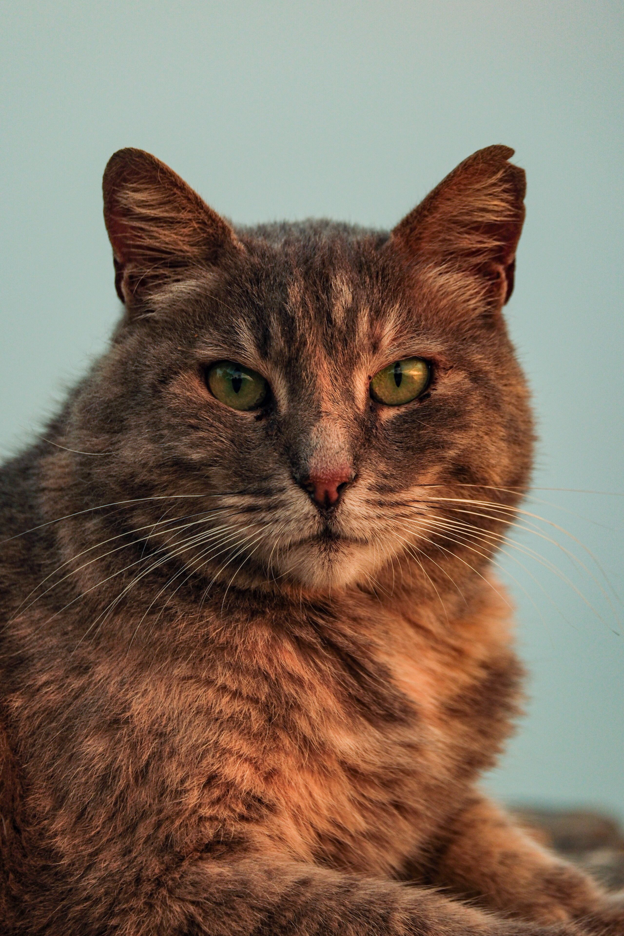 Portrait of a Cat · Free Stock Photo