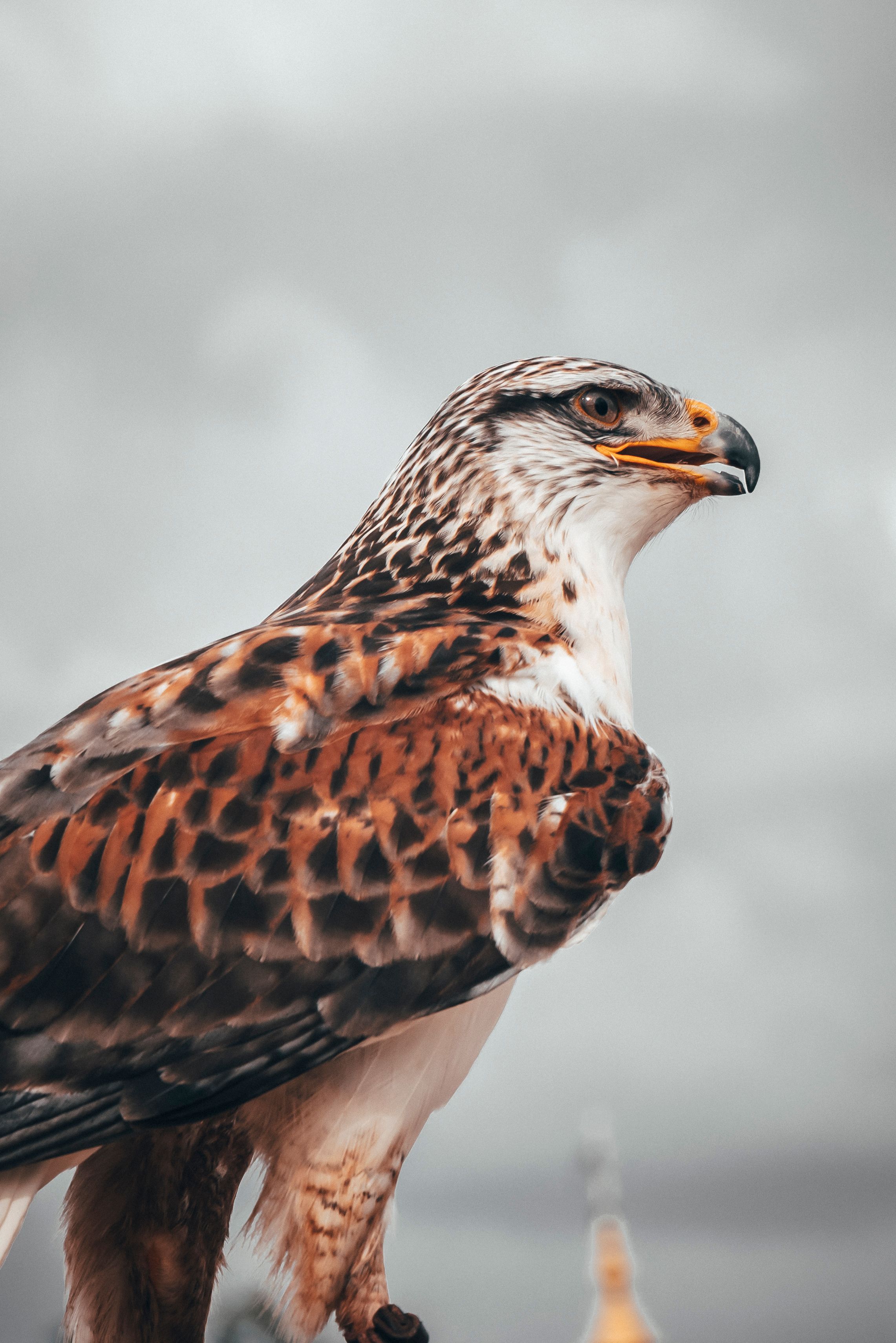 Busardo herrumbroso águila ferruginosa · Free Stock Photo