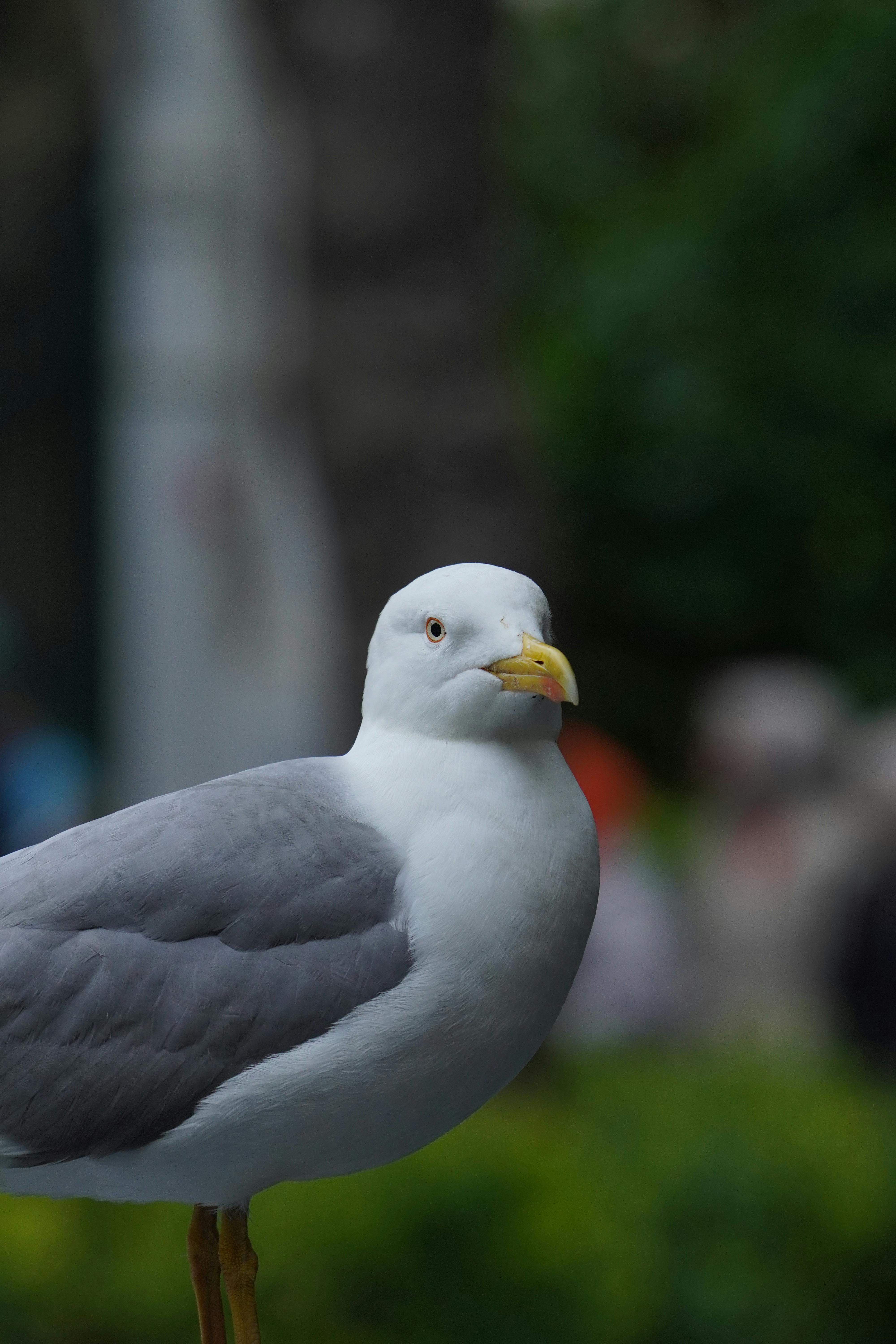 Portrait of Seagull · Free Stock Photo