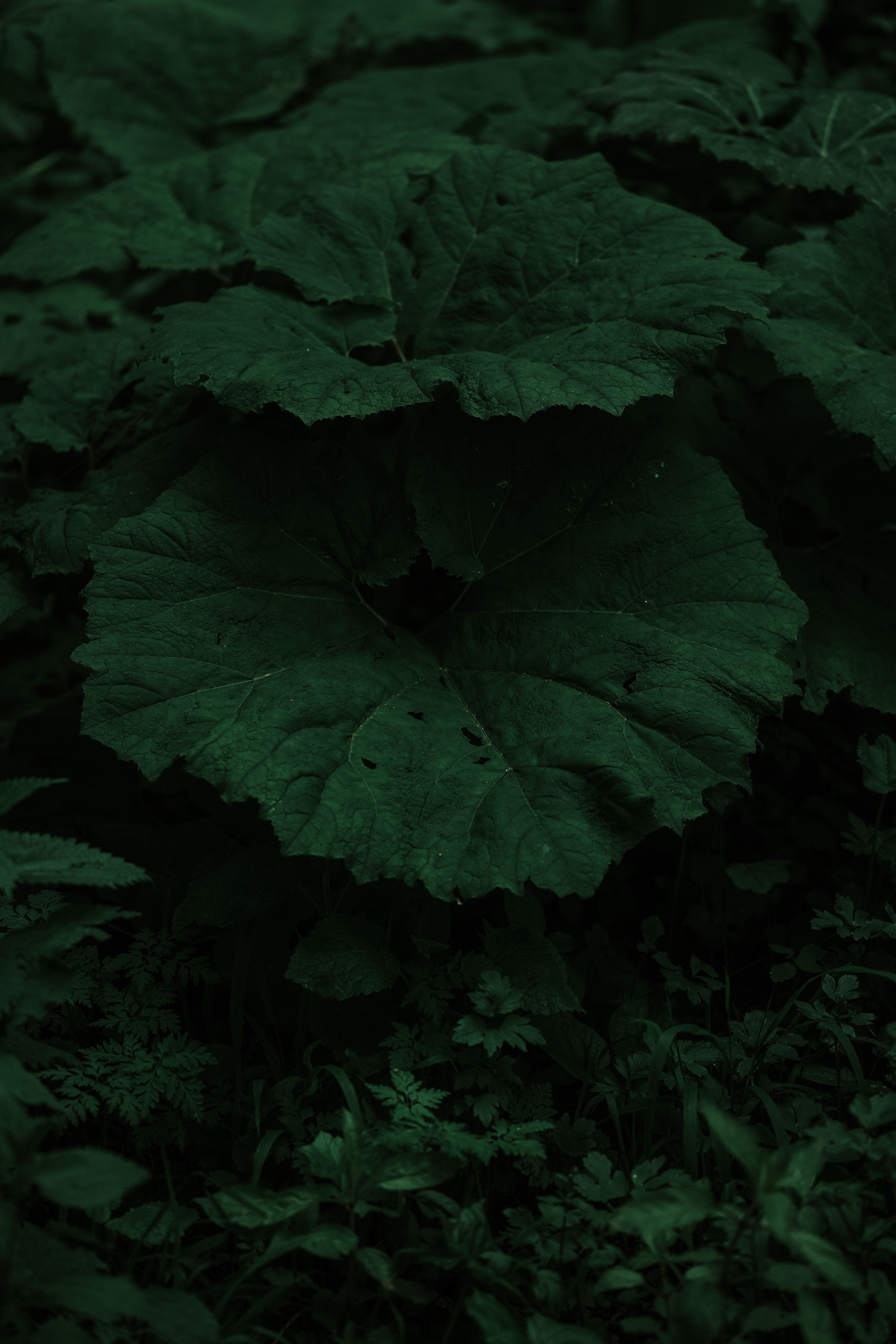 Close-up of Dark Green Plant Leaves · Free Stock Photo