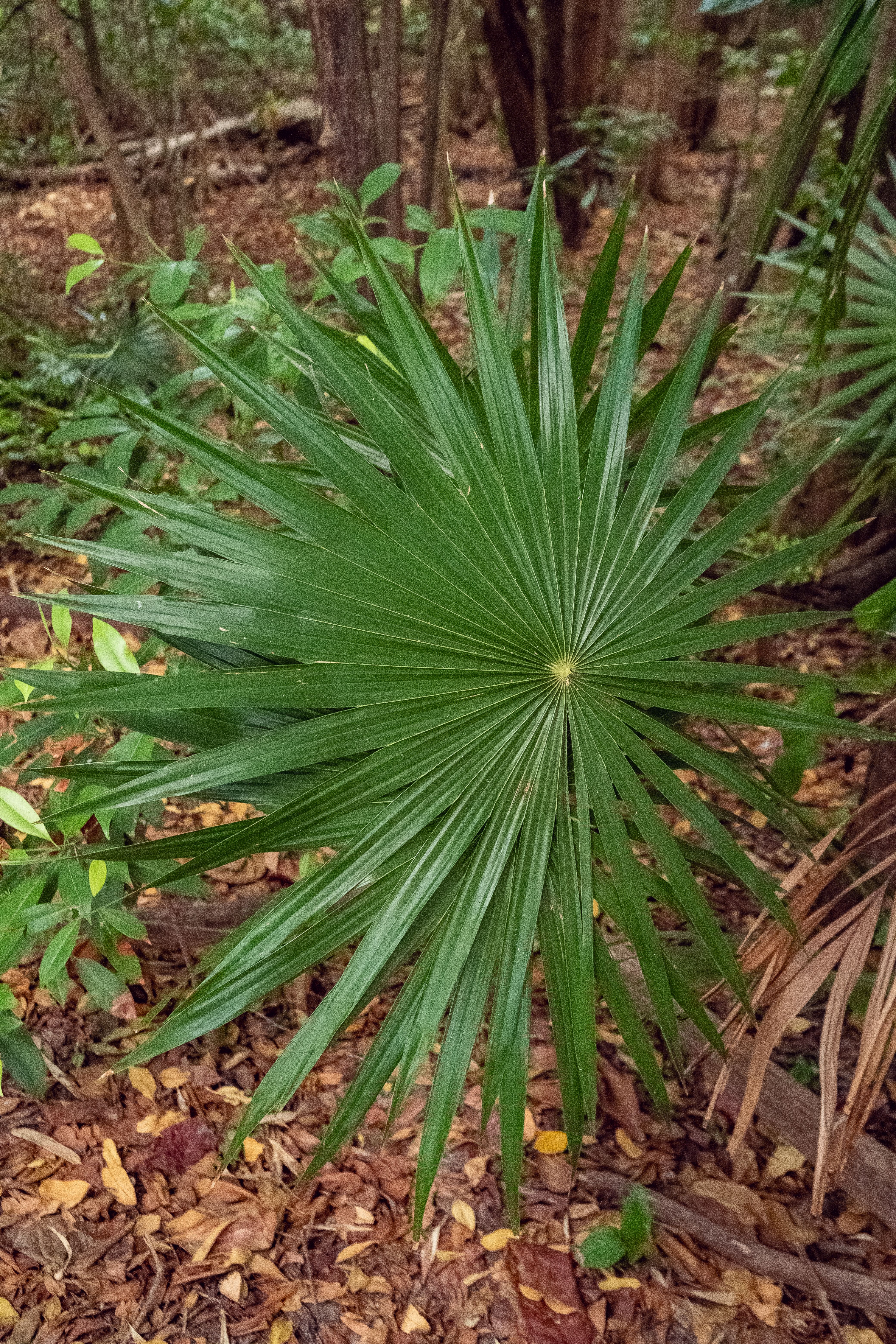 A Small Palm Growing in the Garden · Free Stock Photo