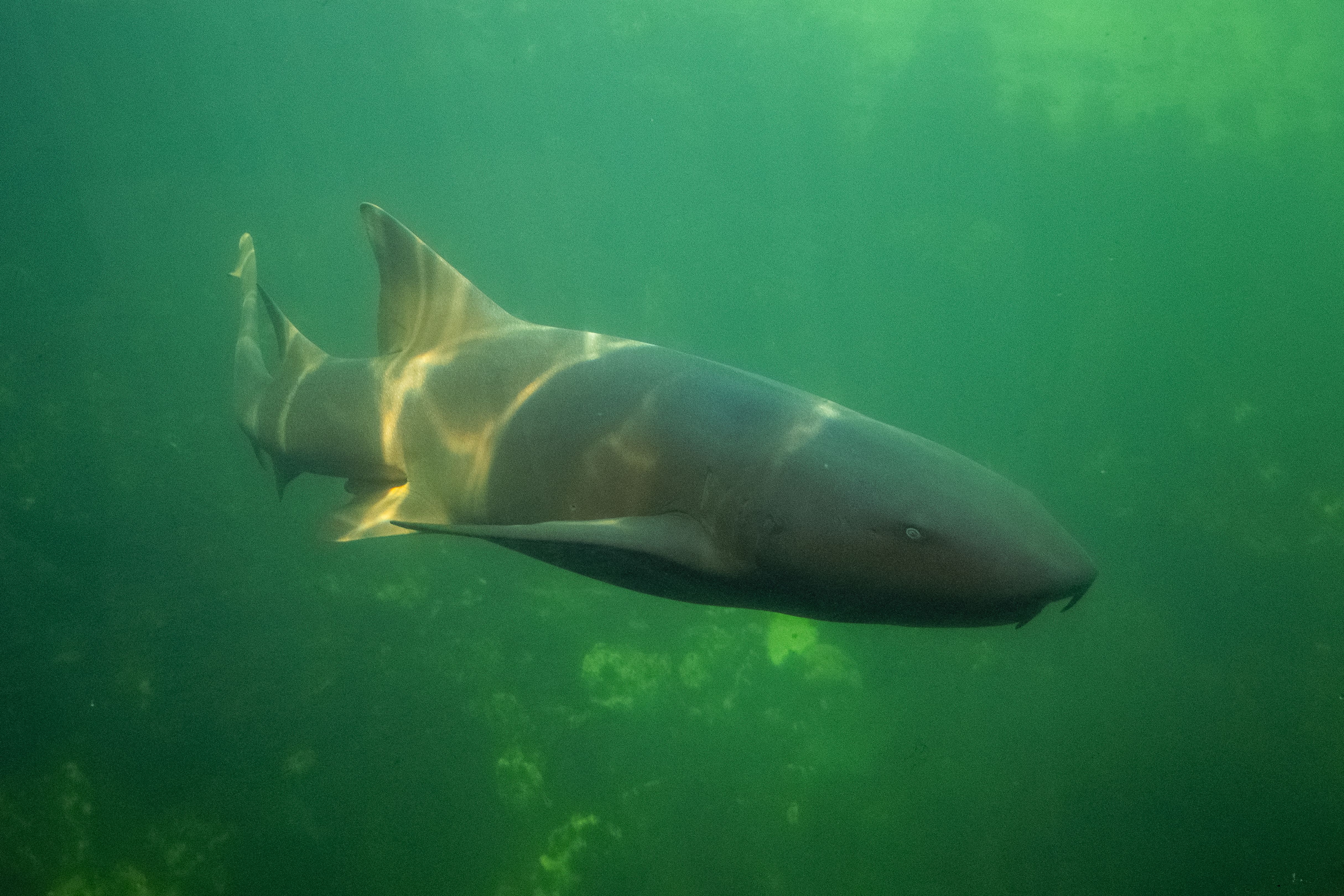 Shark in Nature · Free Stock Photo