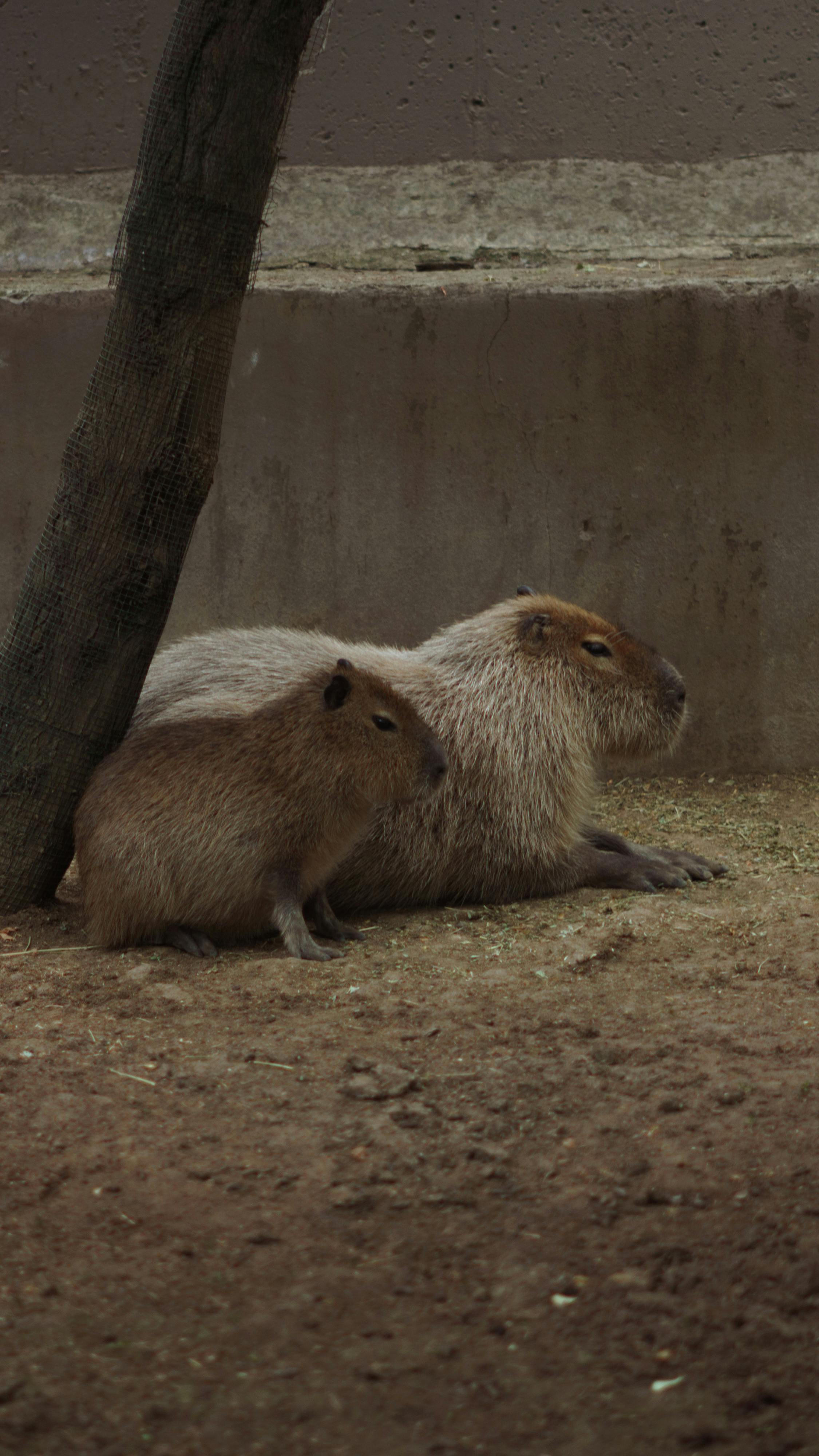 Photo of Two Capybaras Sitting on the Ground · Free Stock Photo