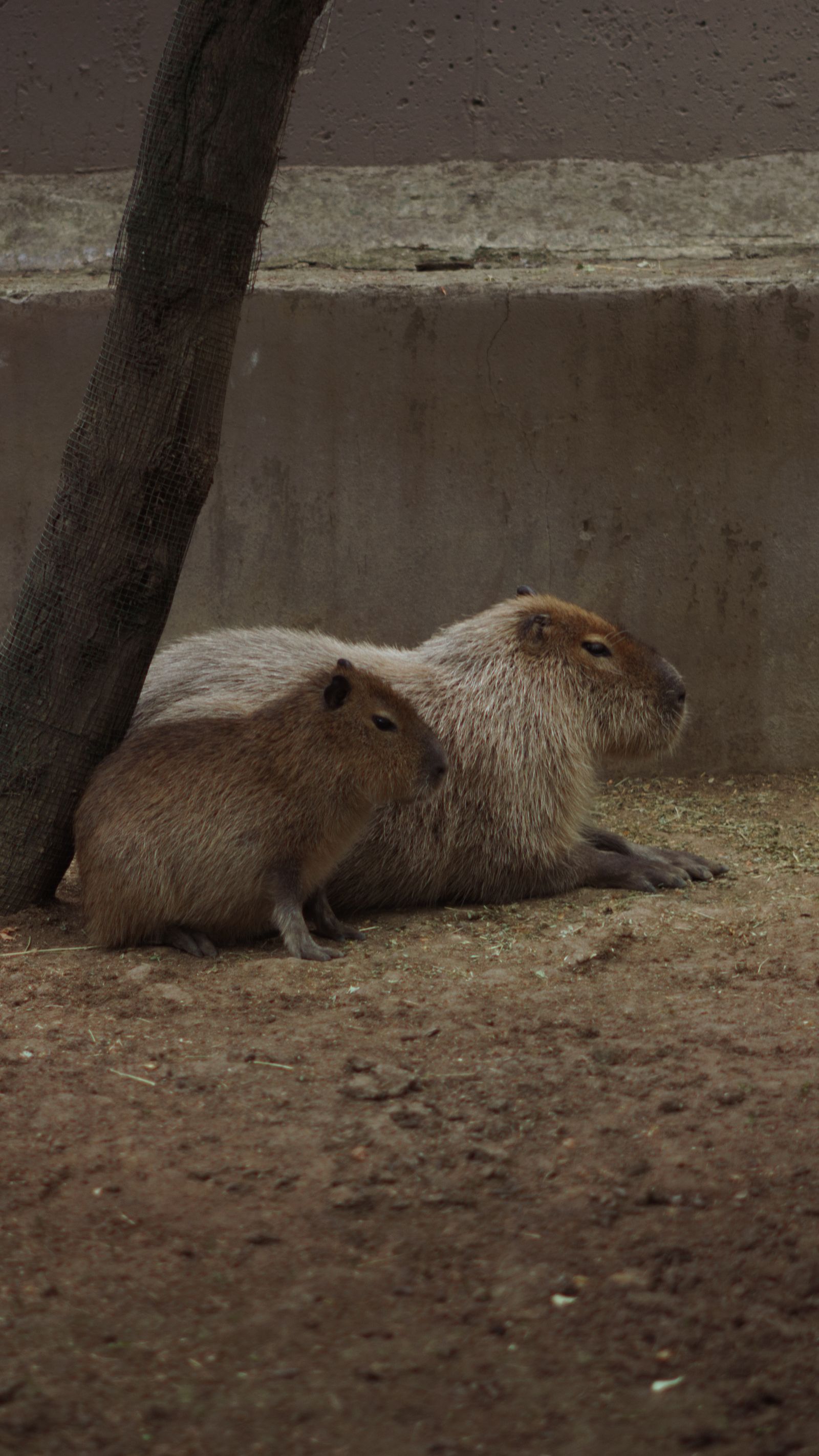 Capybara Wallpaper Photos, Download The BEST Free Capybara Wallpaper ...