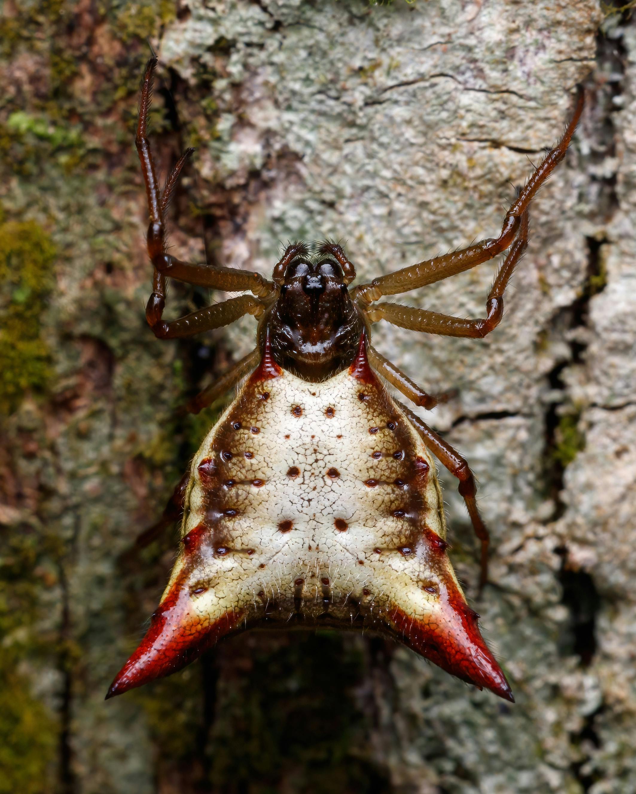 Spider Poop Pictures Photos, Download The BEST Free Spider Poop ...