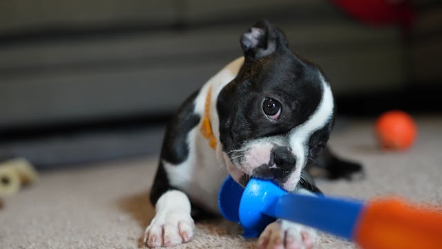 Disney Boston Terrier Charm Captivates Fans Across the Web