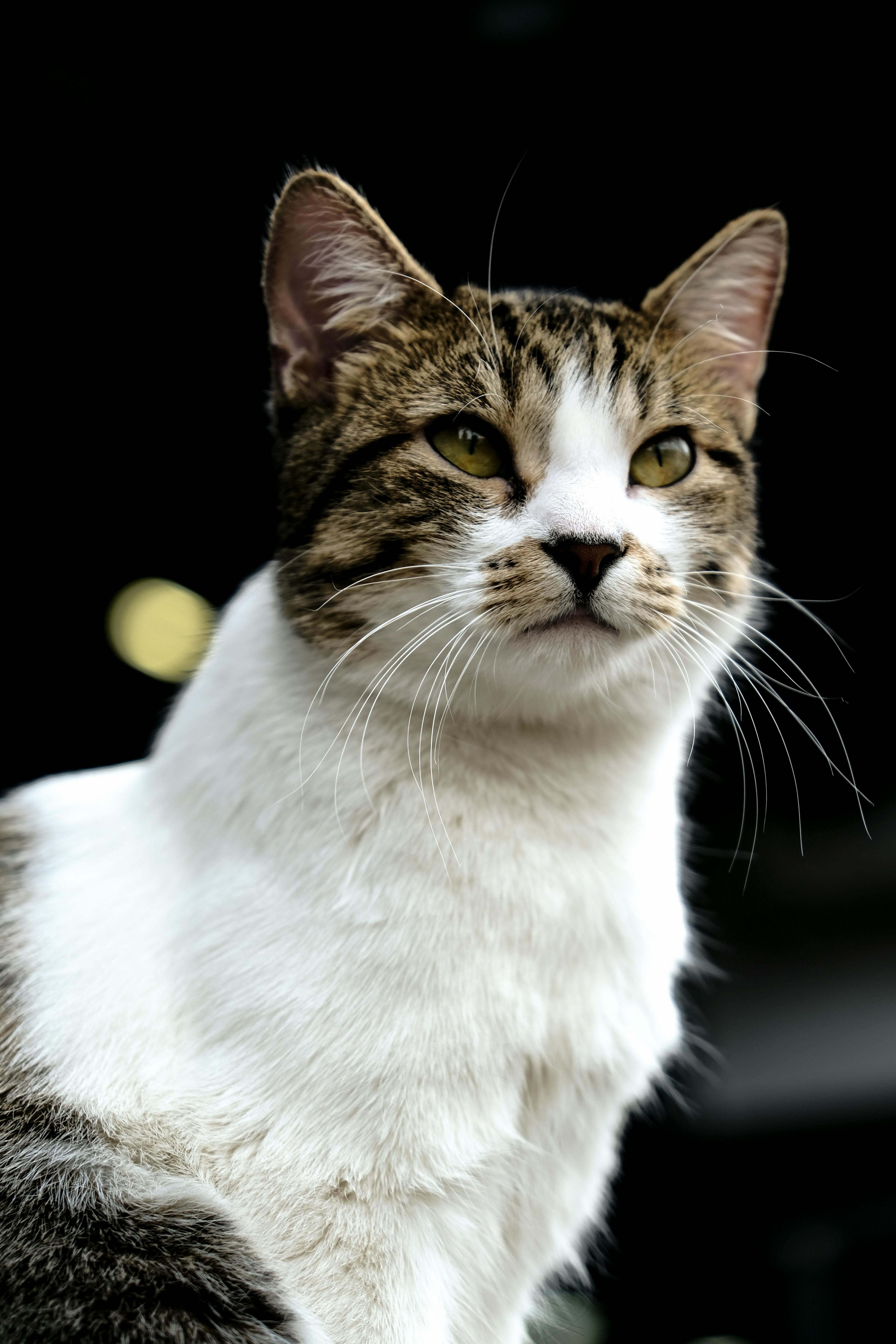 Portrait of a Cat · Free Stock Photo