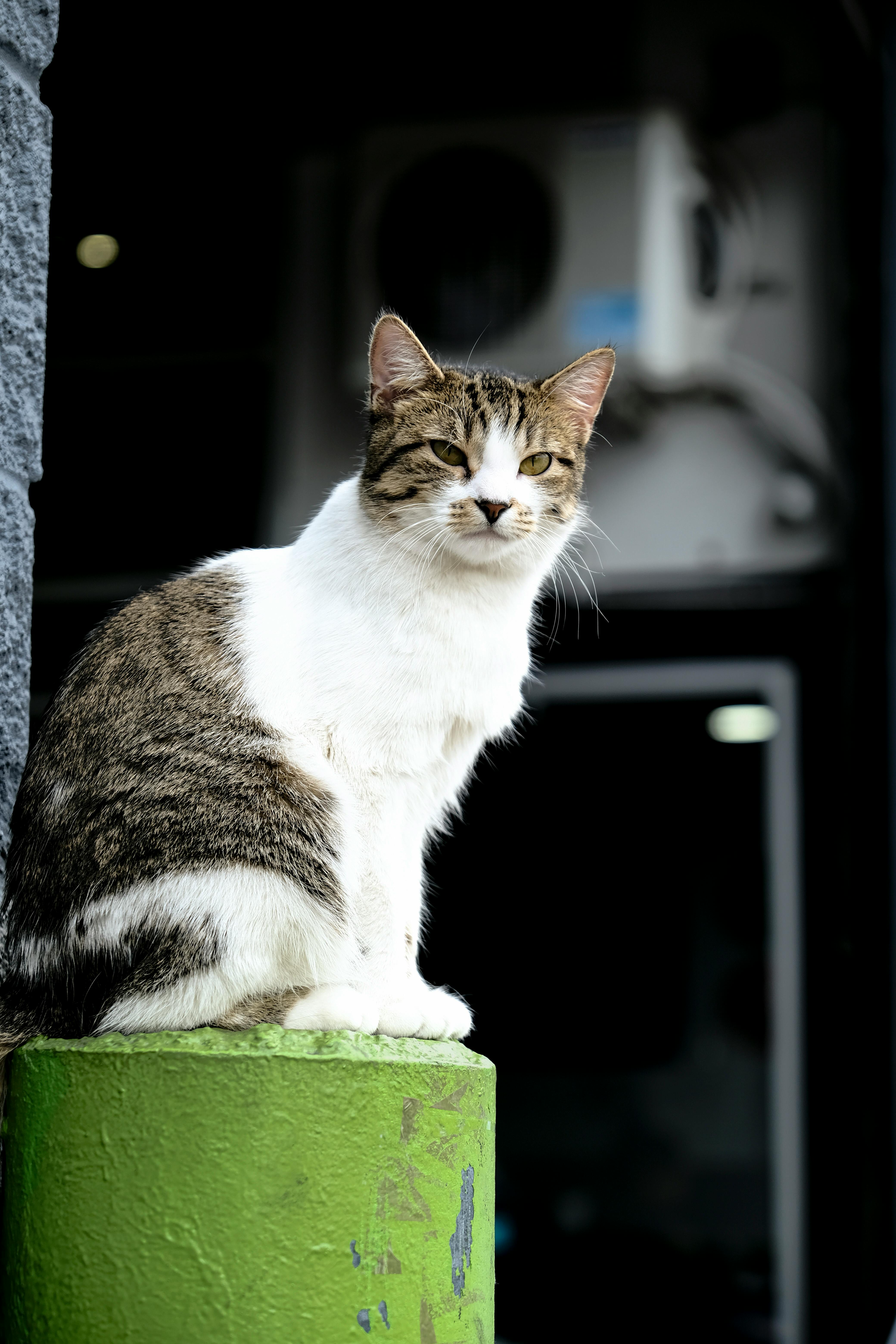 A Cat Sitting on a Concrete Bollard · Free Stock Photo