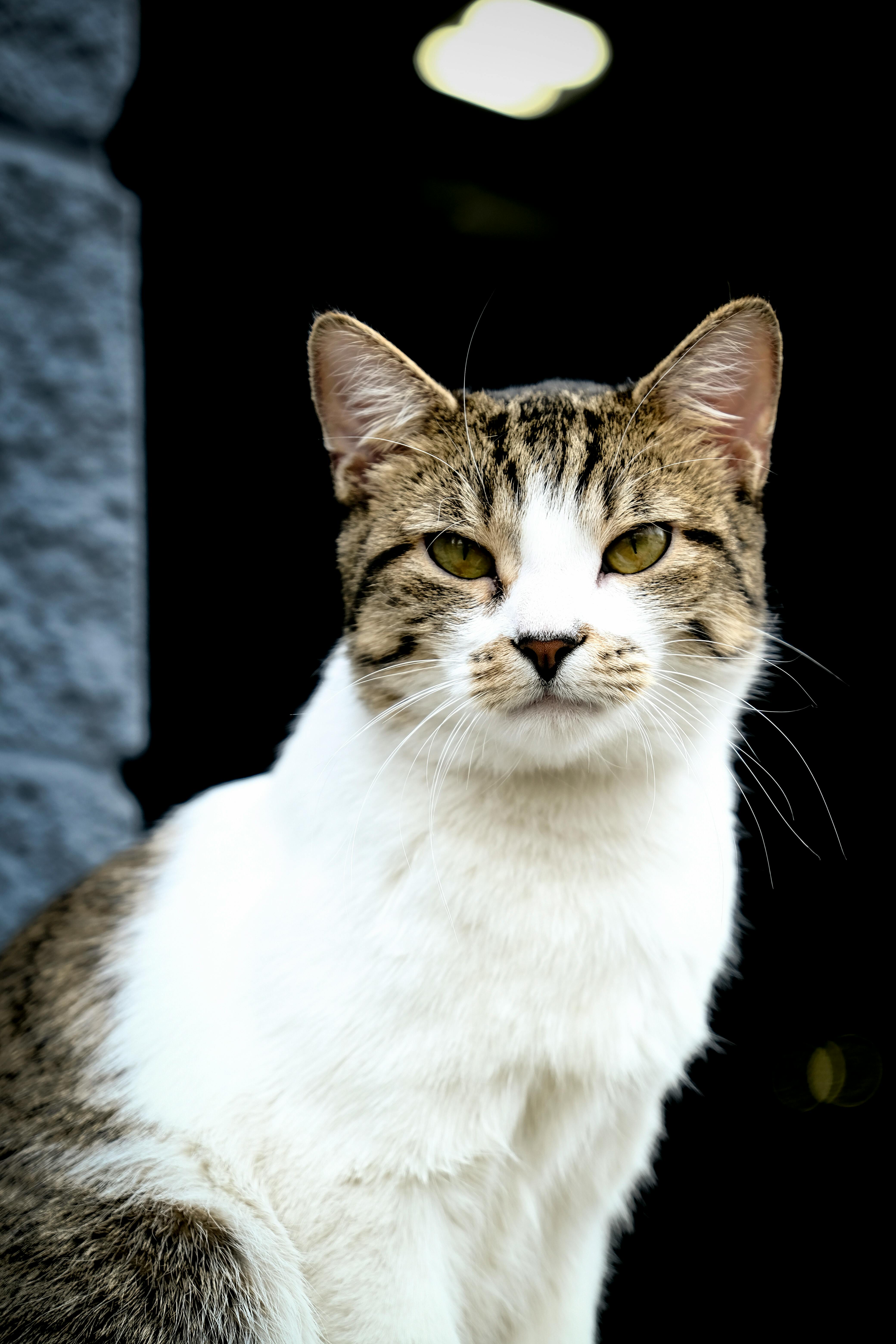 Cat looking at you · Free Stock Photo