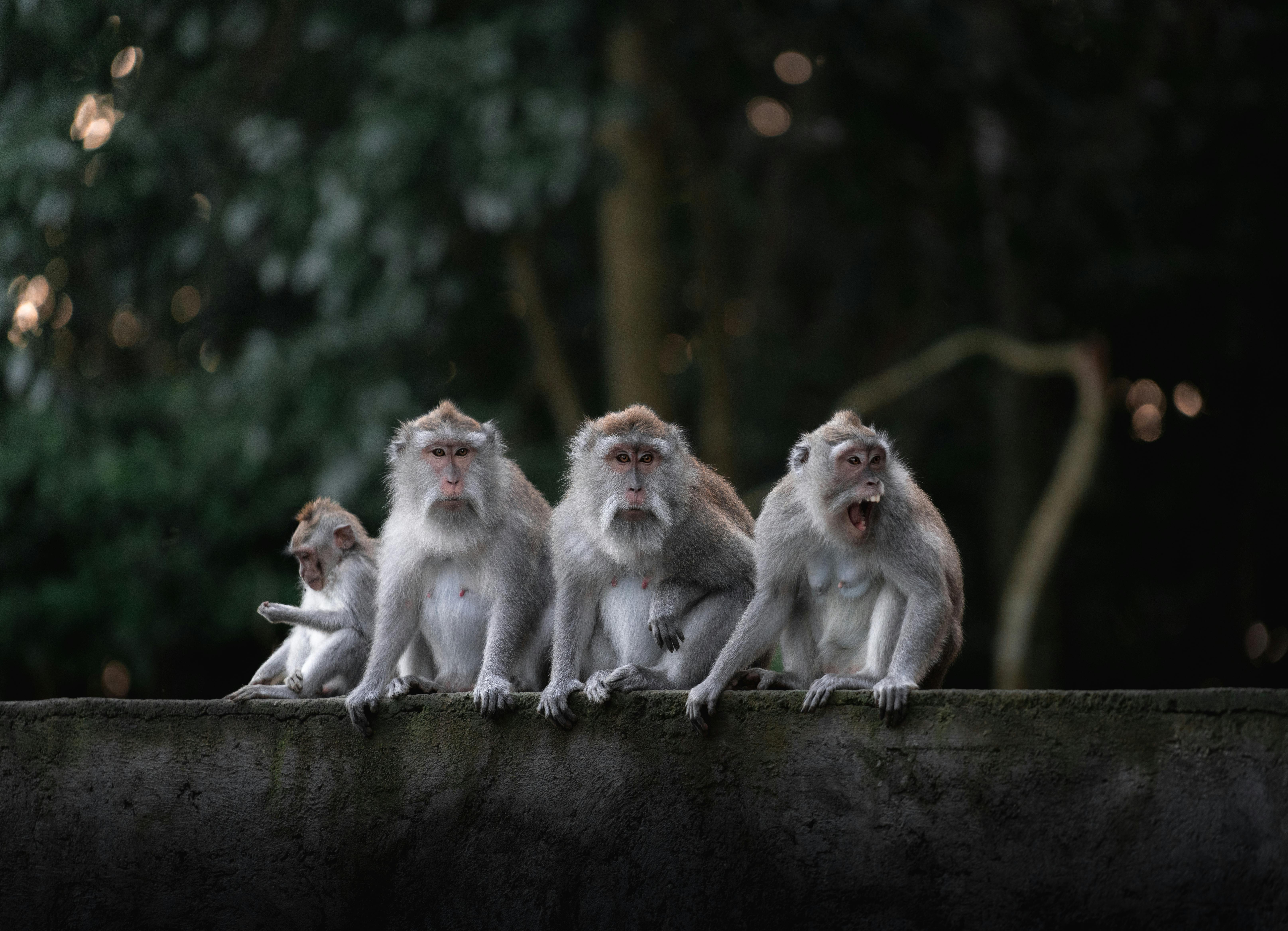Crab-eating Macaques Sitting on Wall · Free Stock Photo