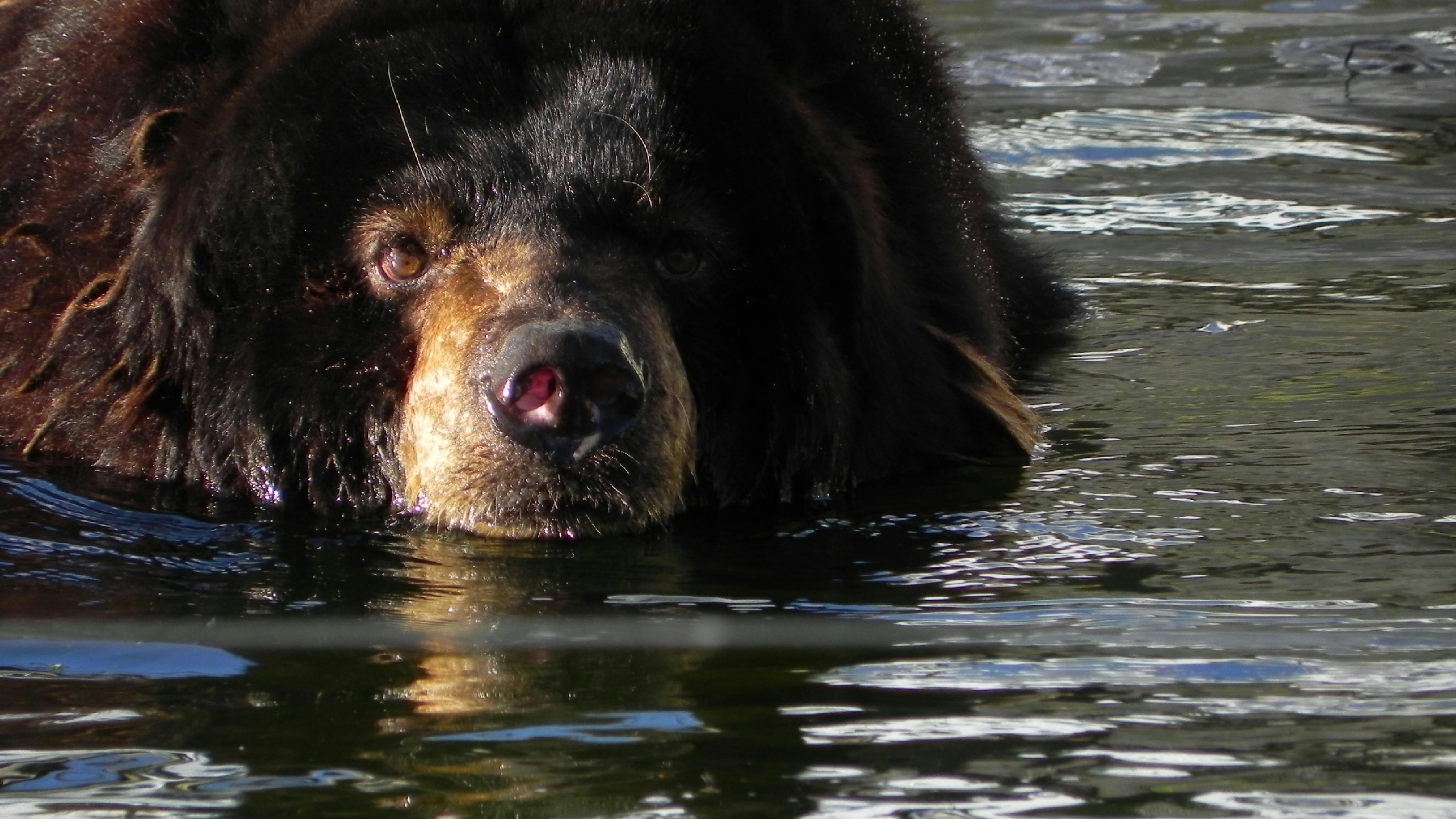 WILD ANIMALS 19 Photos & Videos Collected by Lady Violet Adventures