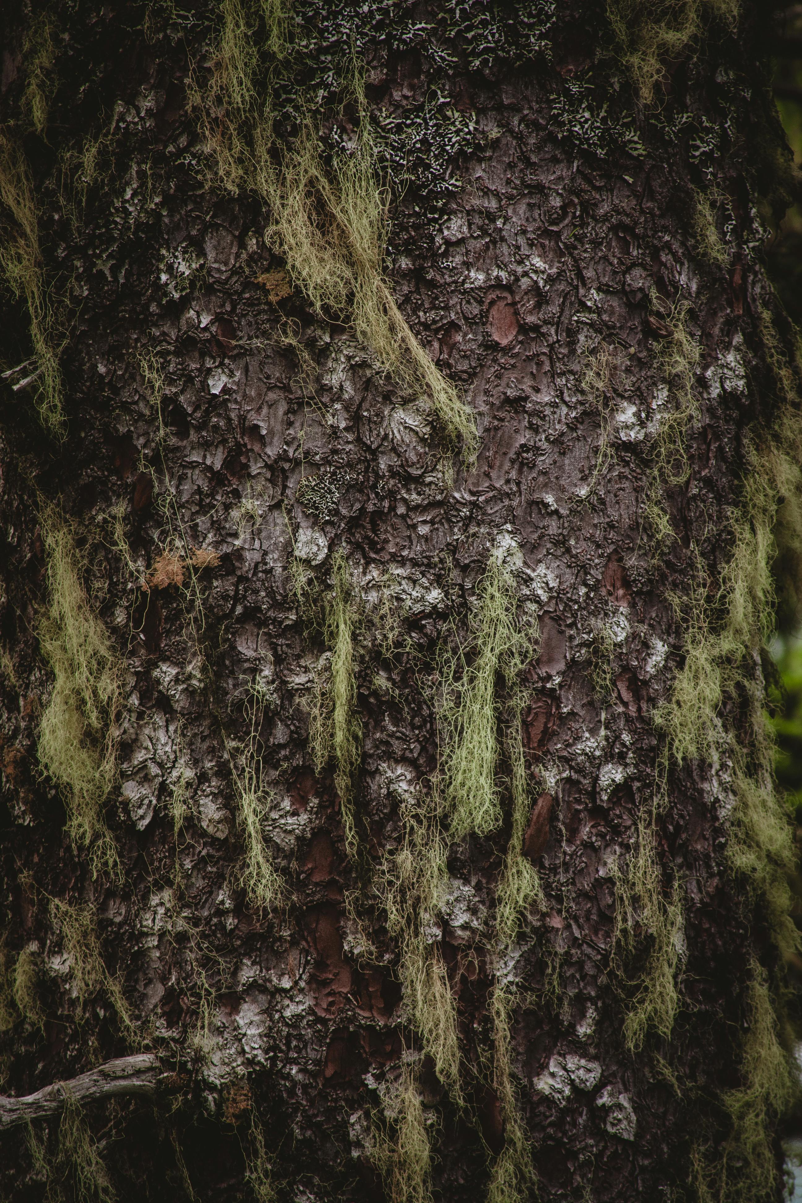 Moss-Draped Alaskan Tree Bark Close-Up · Free Stock Photo