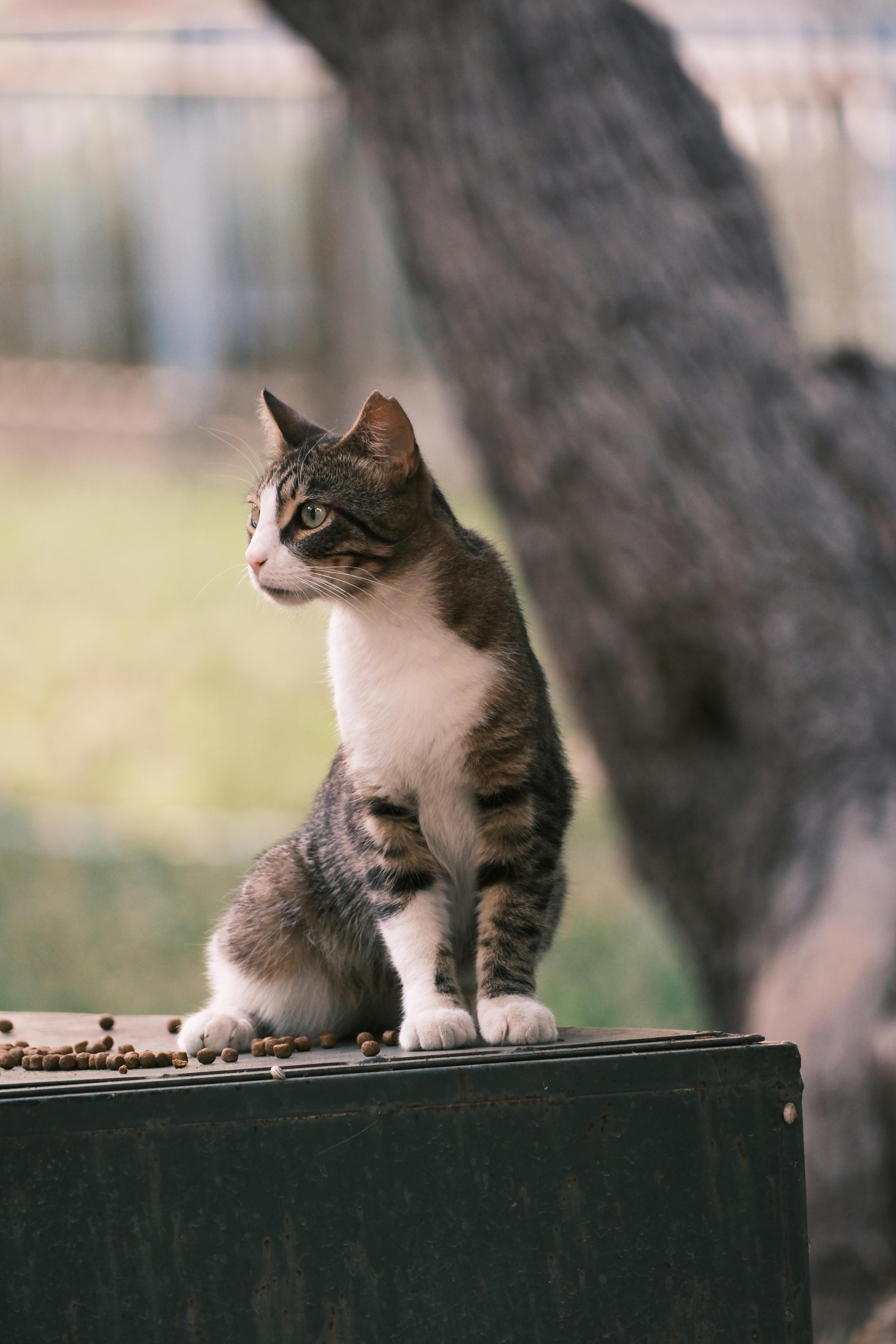 A cat sitting on a box · Free Stock Photo