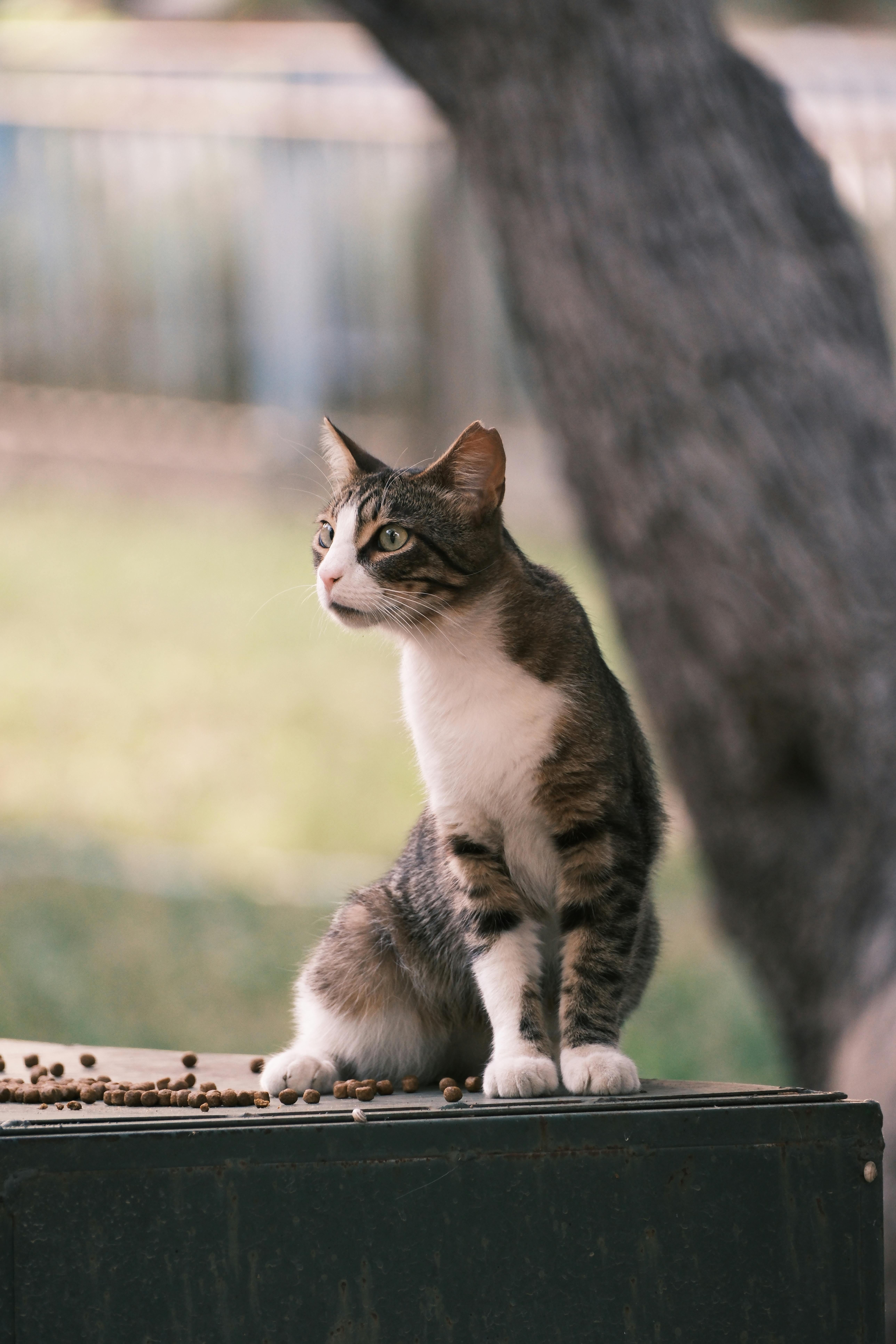 Cat Pfp Photos, Download The BEST Free Cat Pfp Stock Photos & HD Images