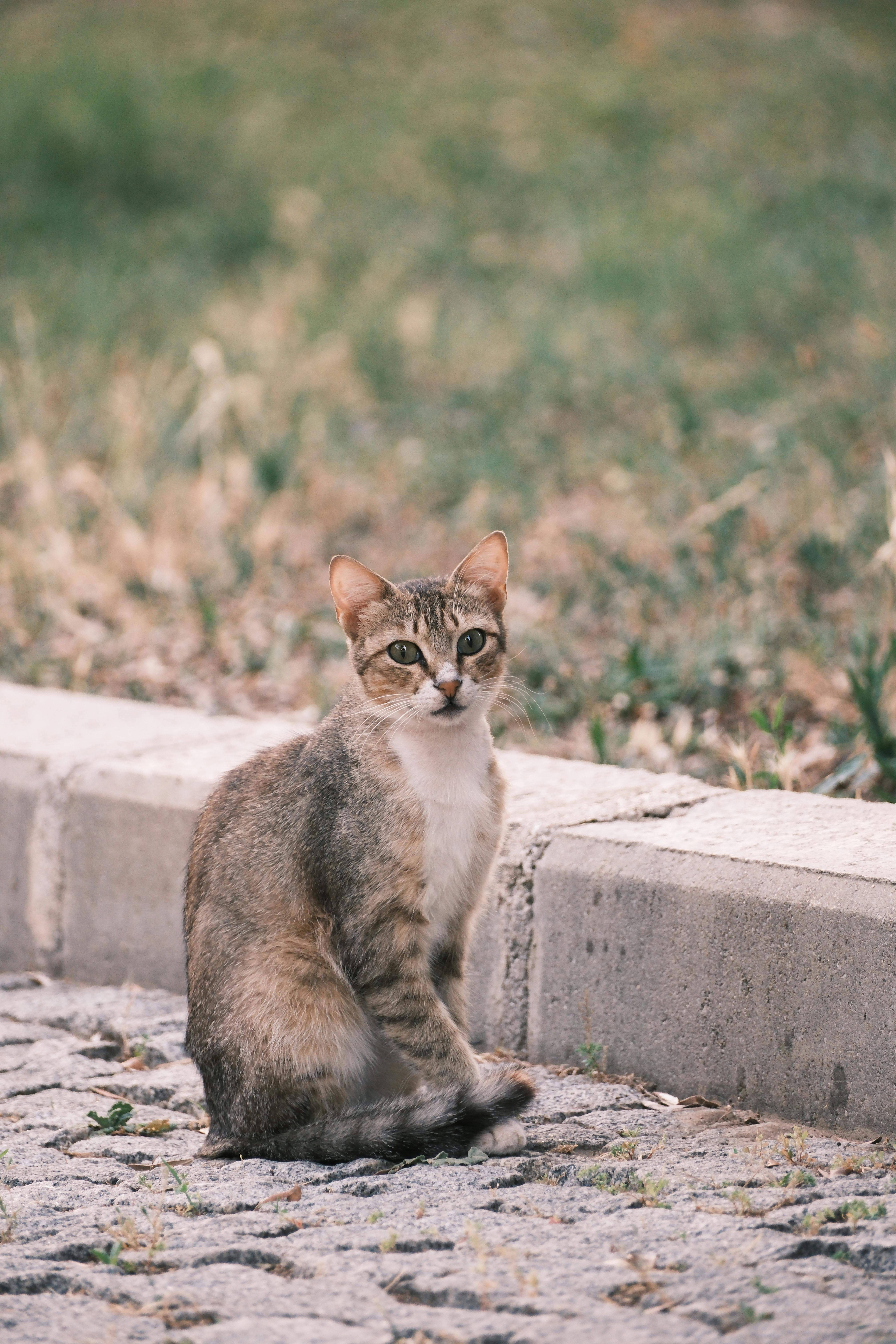 Curb Stone Photos, Download The BEST Free Curb Stone Stock Photos & HD ...