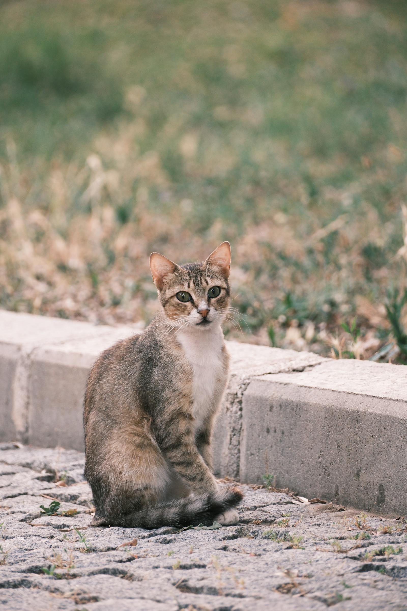 Cat Meme Photos, Download The BEST Free Cat Meme Stock Photos & HD Images