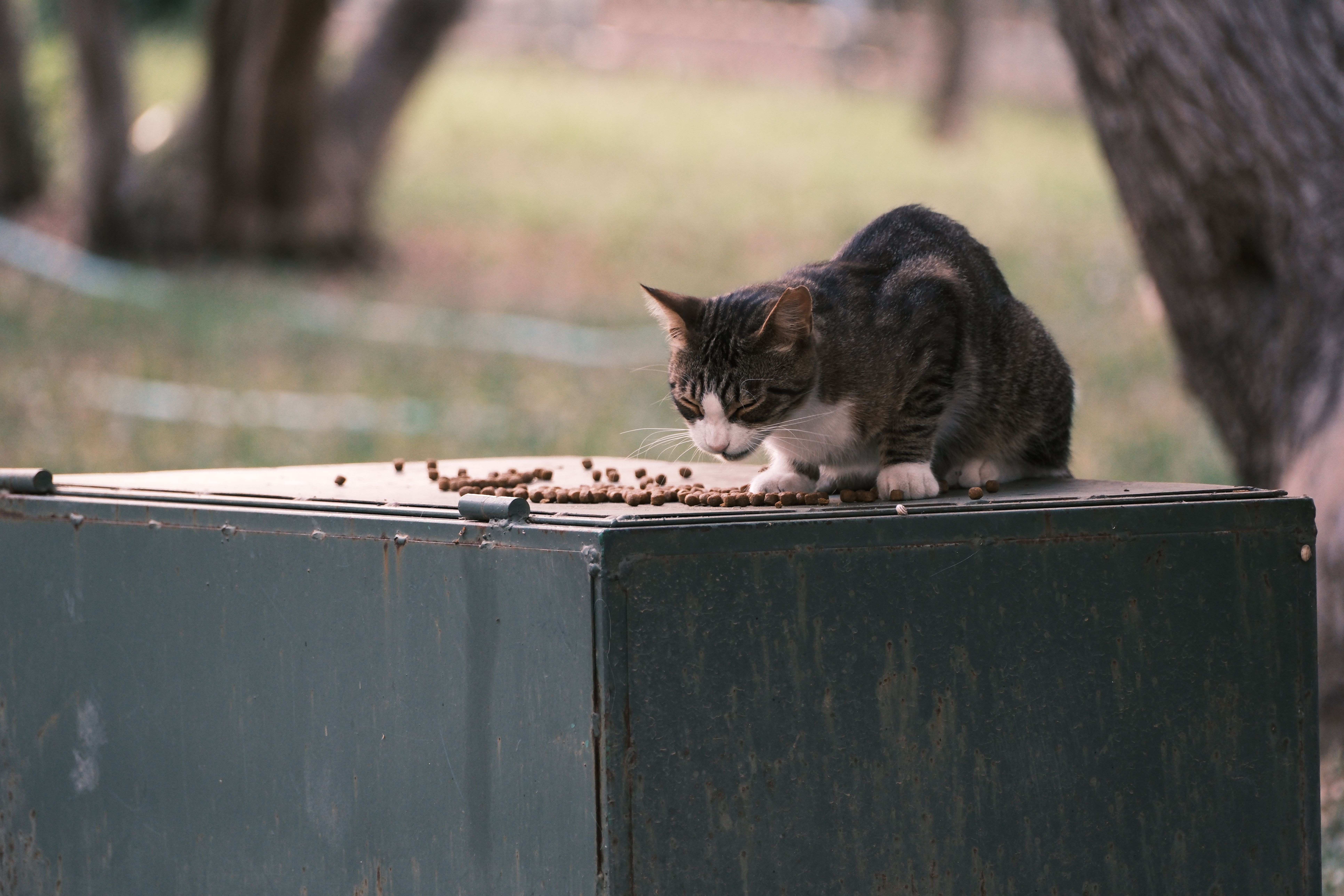 A cat is sitting on top of a box · Free Stock Photo