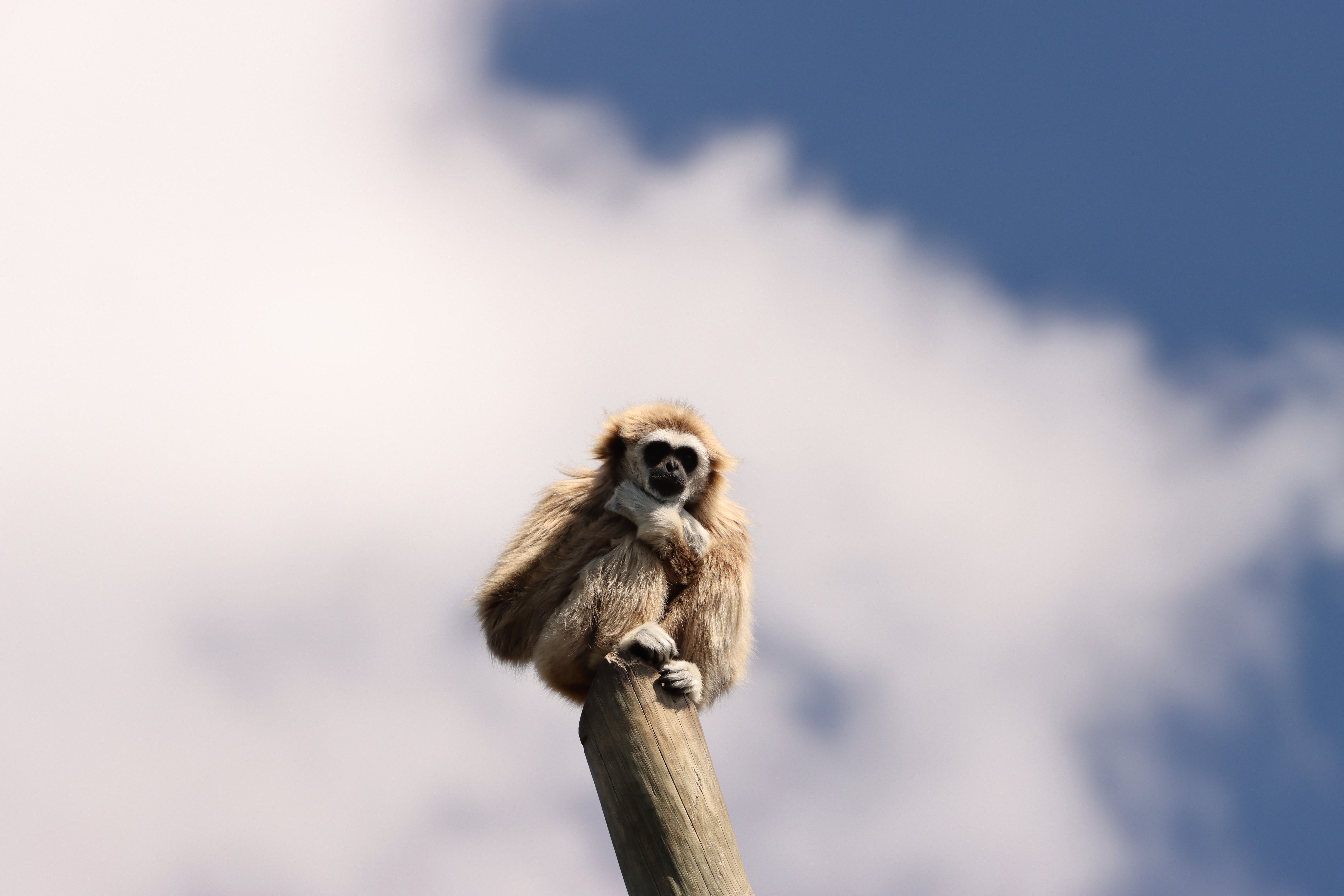 Silvery Gibbon Sitting on Wooden Post · Free Stock Photo