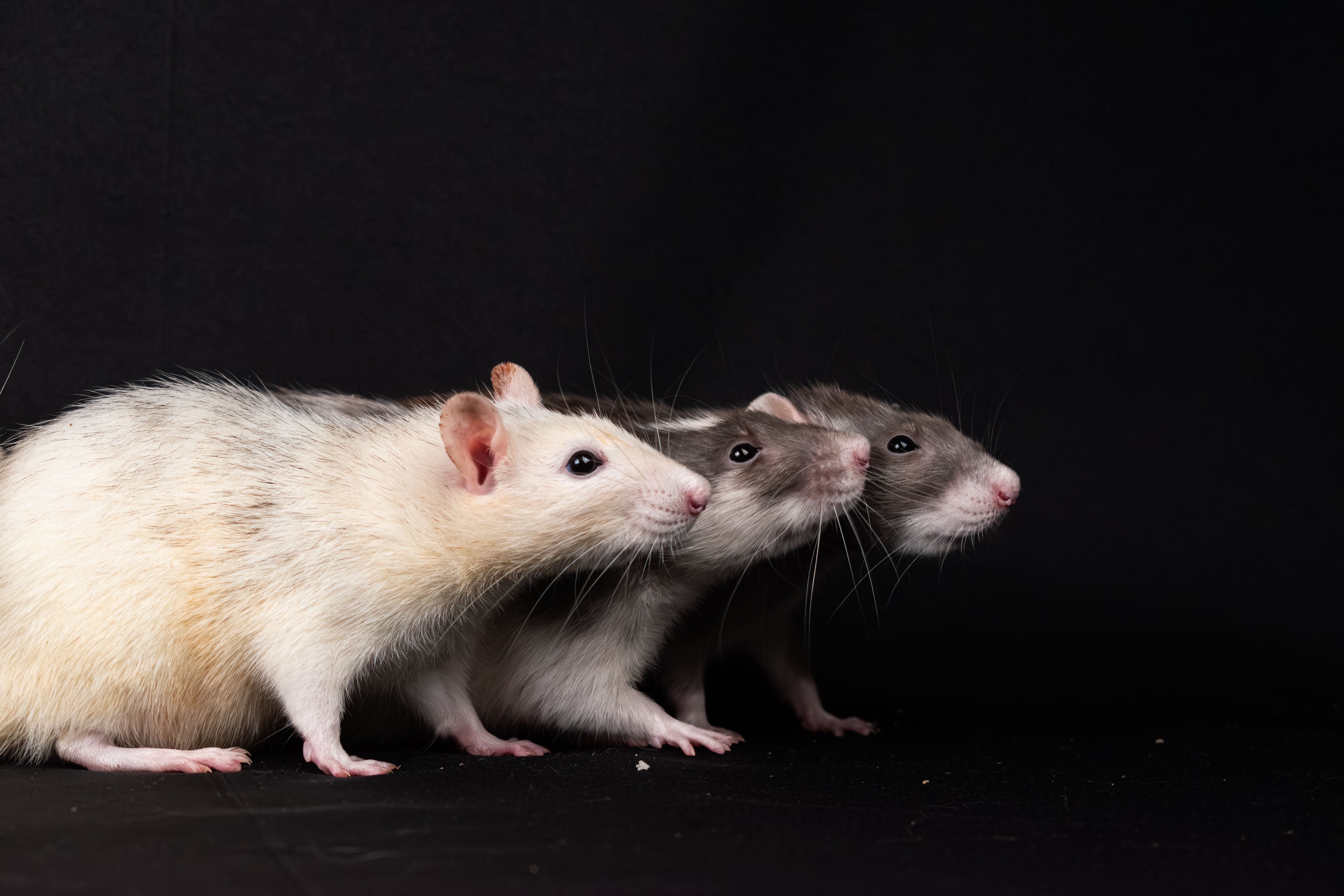 Brown Rats on Black Background · Free Stock Photo