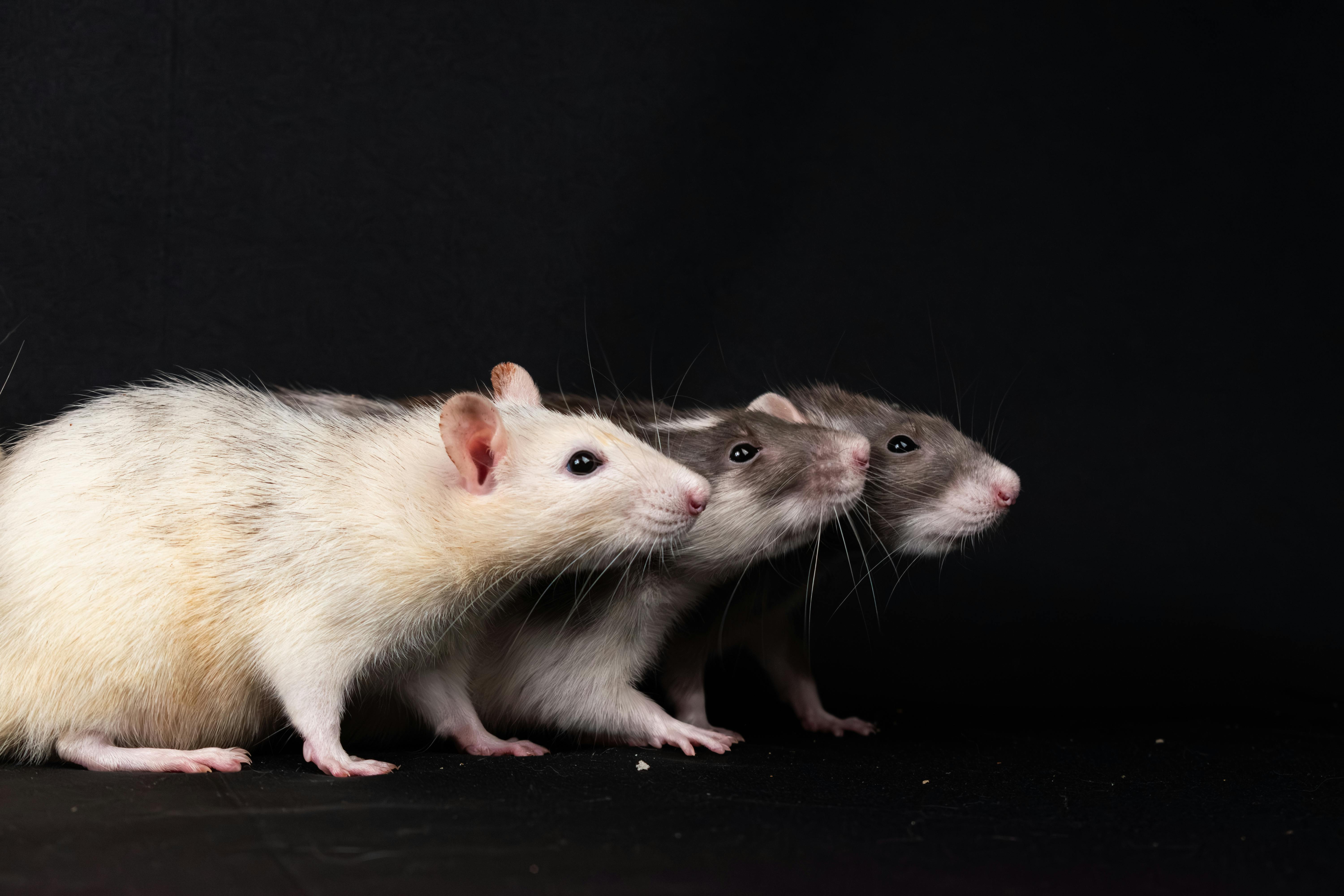 Black And White Rats Photos, Download The BEST Free Black And White ...