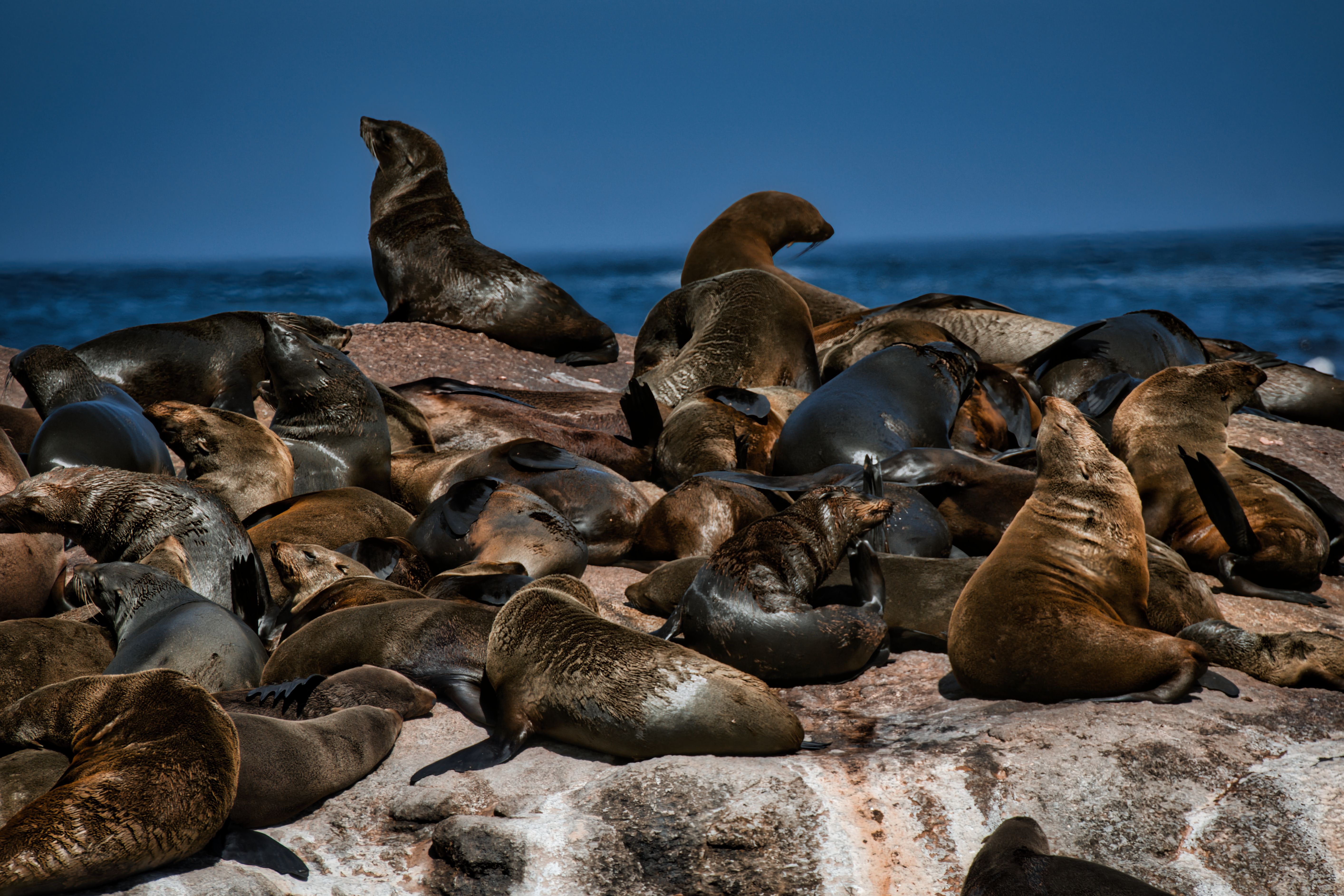 Seals Resting on Sea Shore · Free Stock Photo