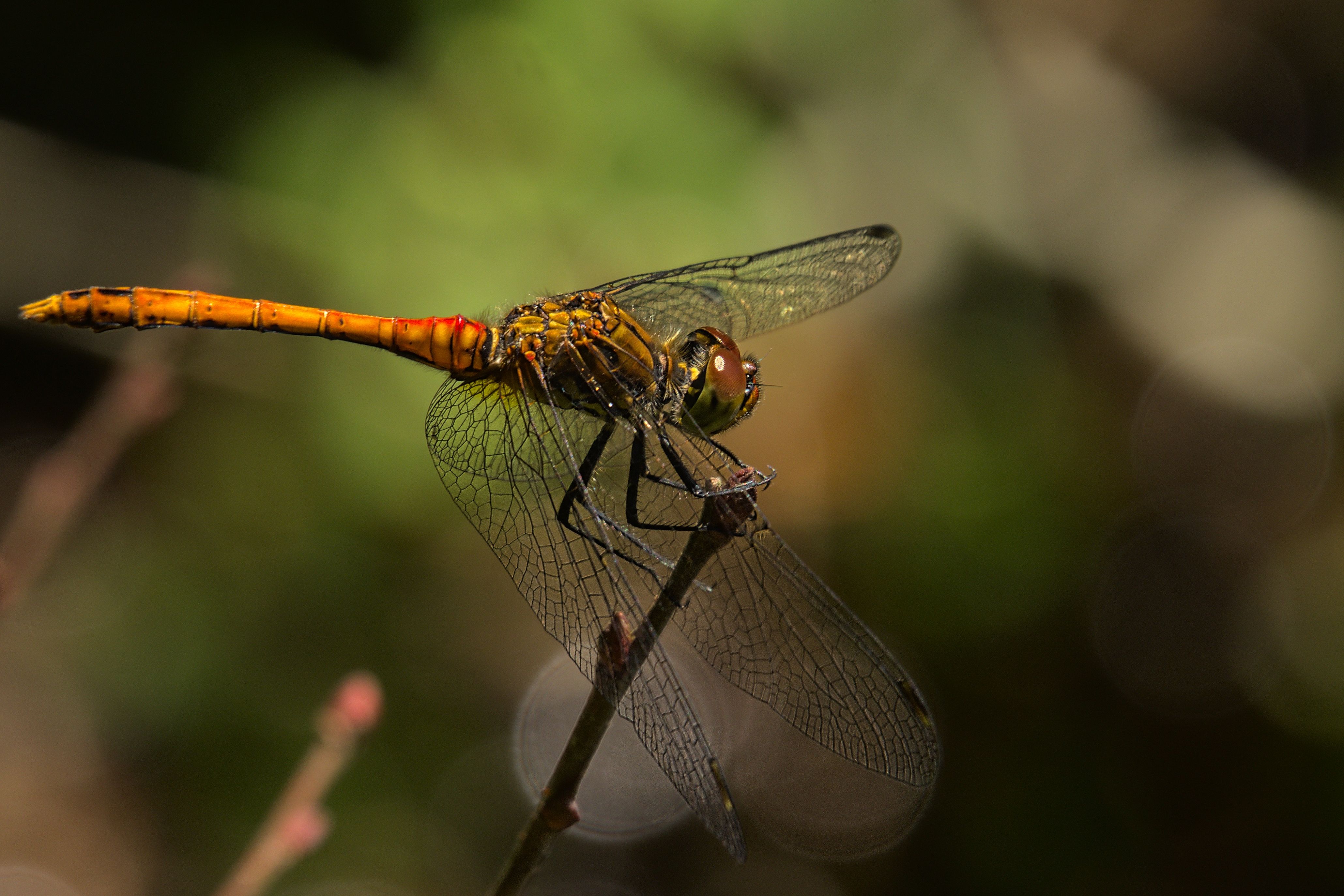 Red dragonfly · Free Stock Photo