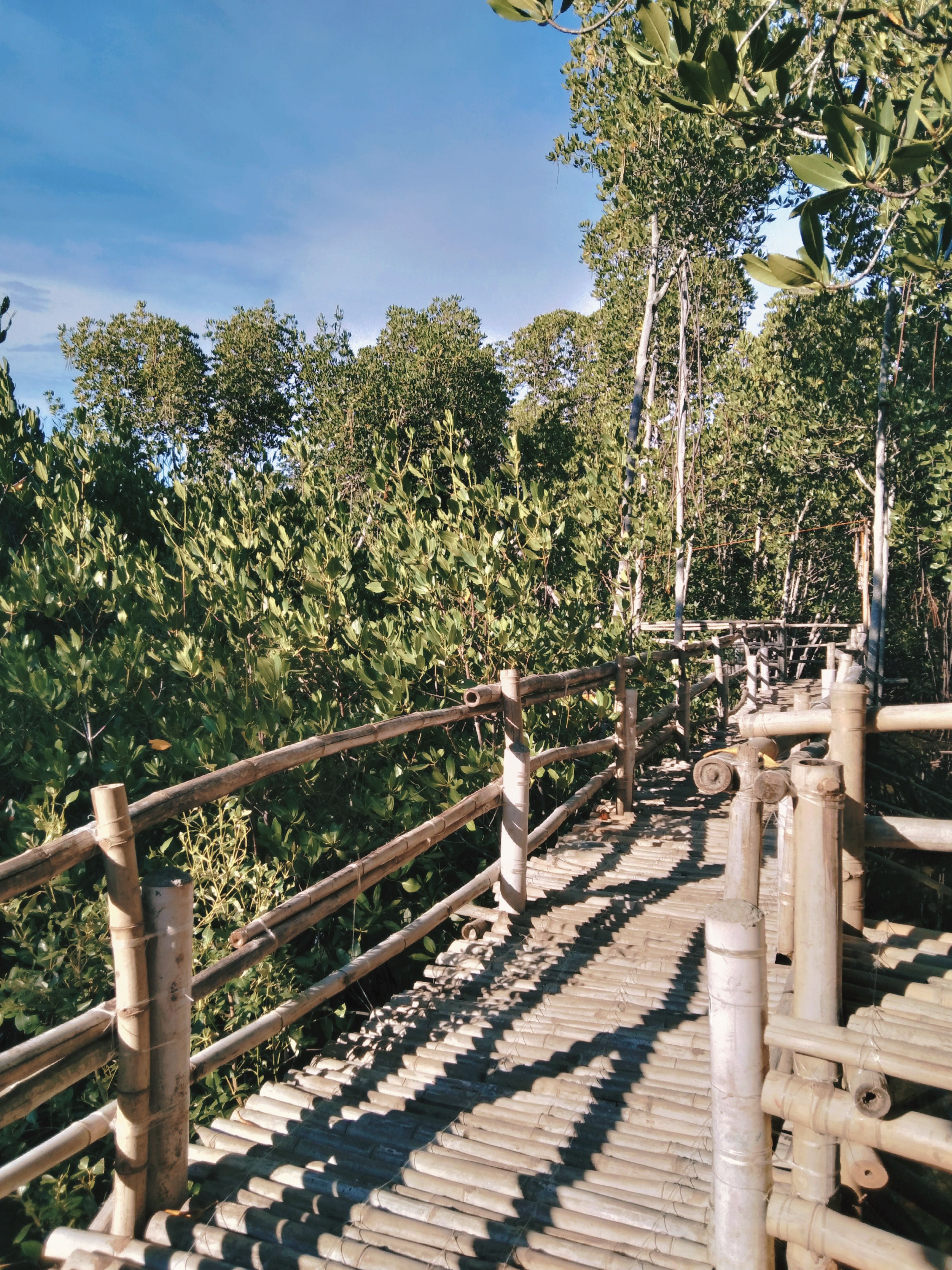 Wooden Boardwalk in Dense Forest · Free Stock Photo