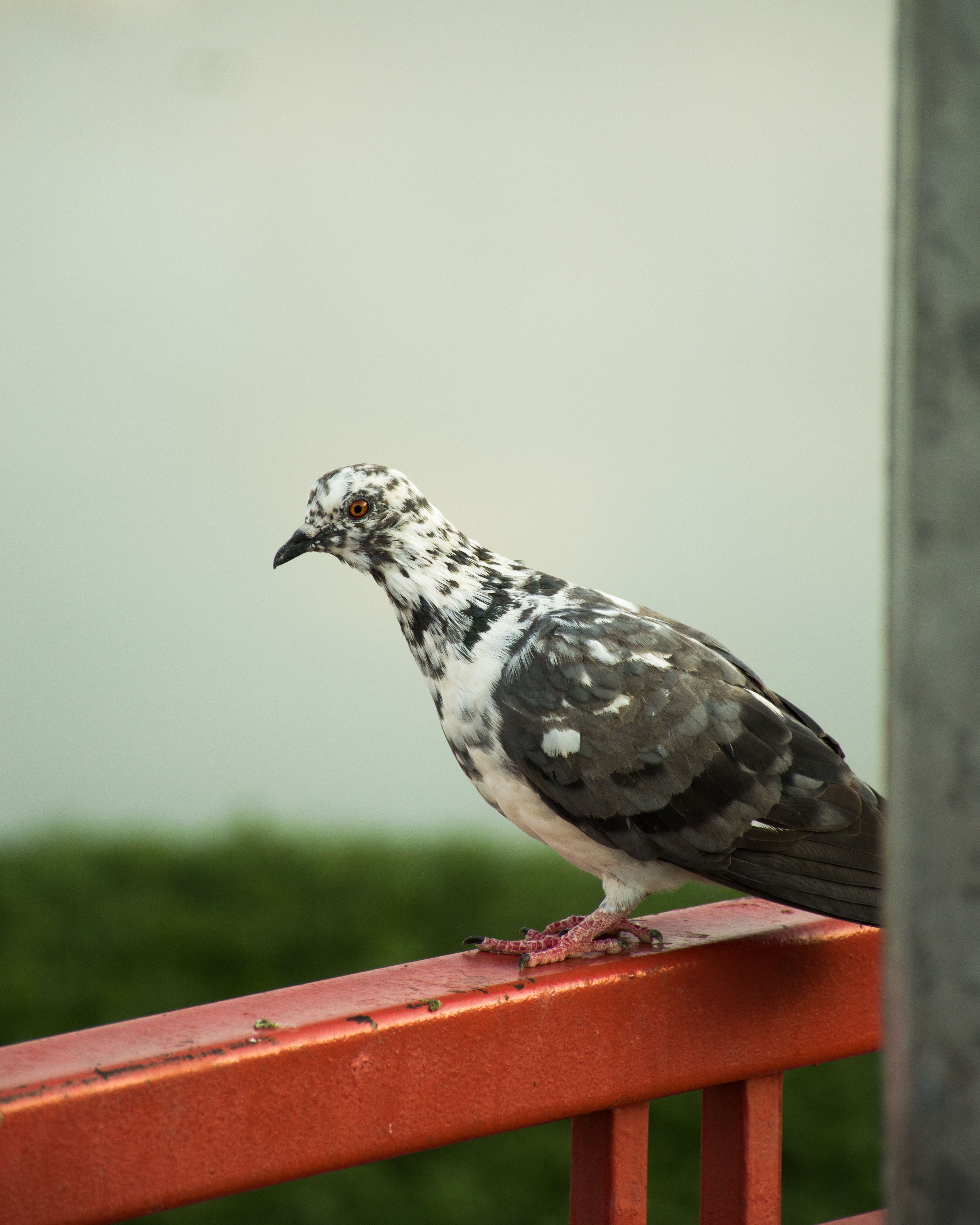Old Pigeon · Free Stock Photo