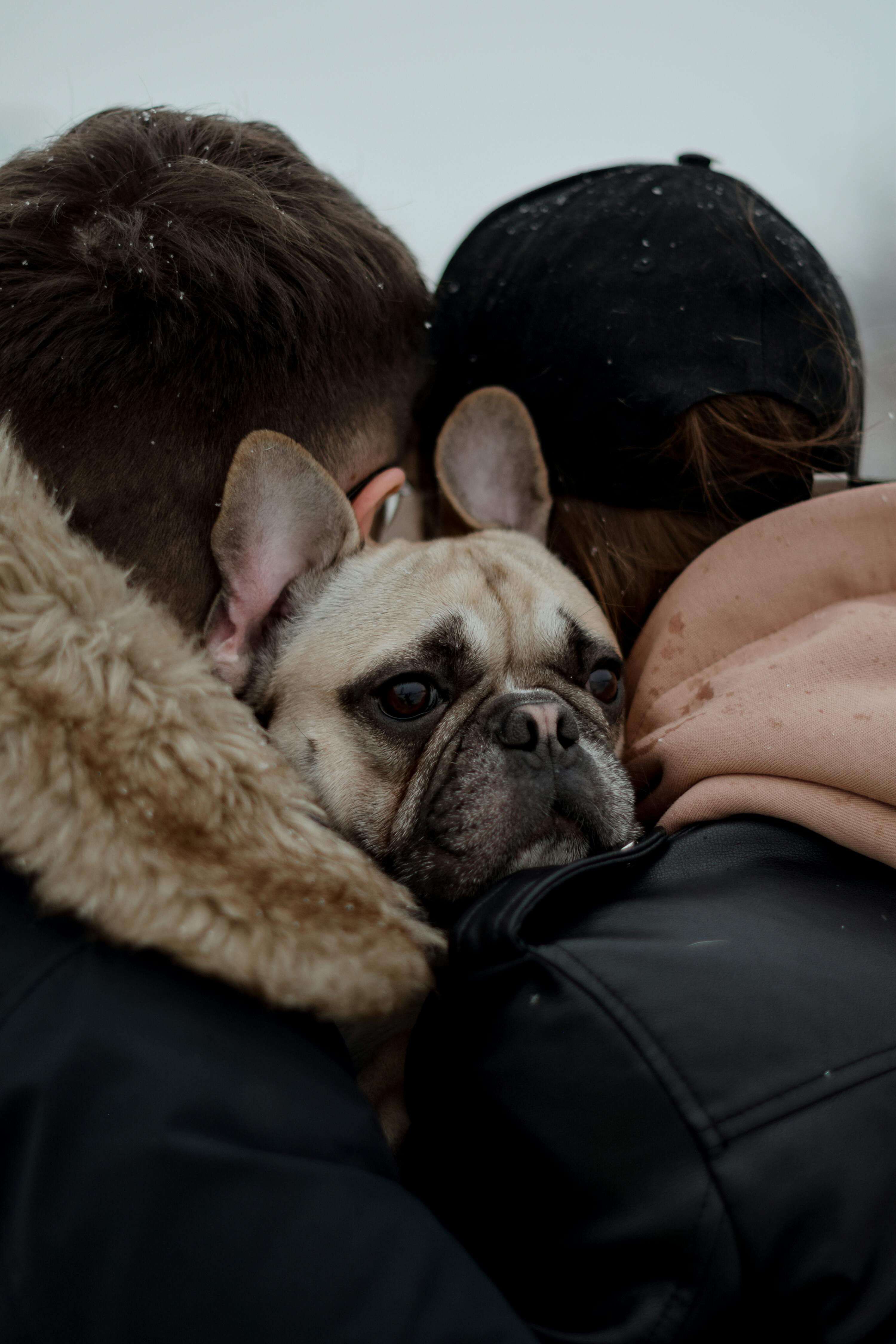 Two People Holding a Dog · Free Stock Photo