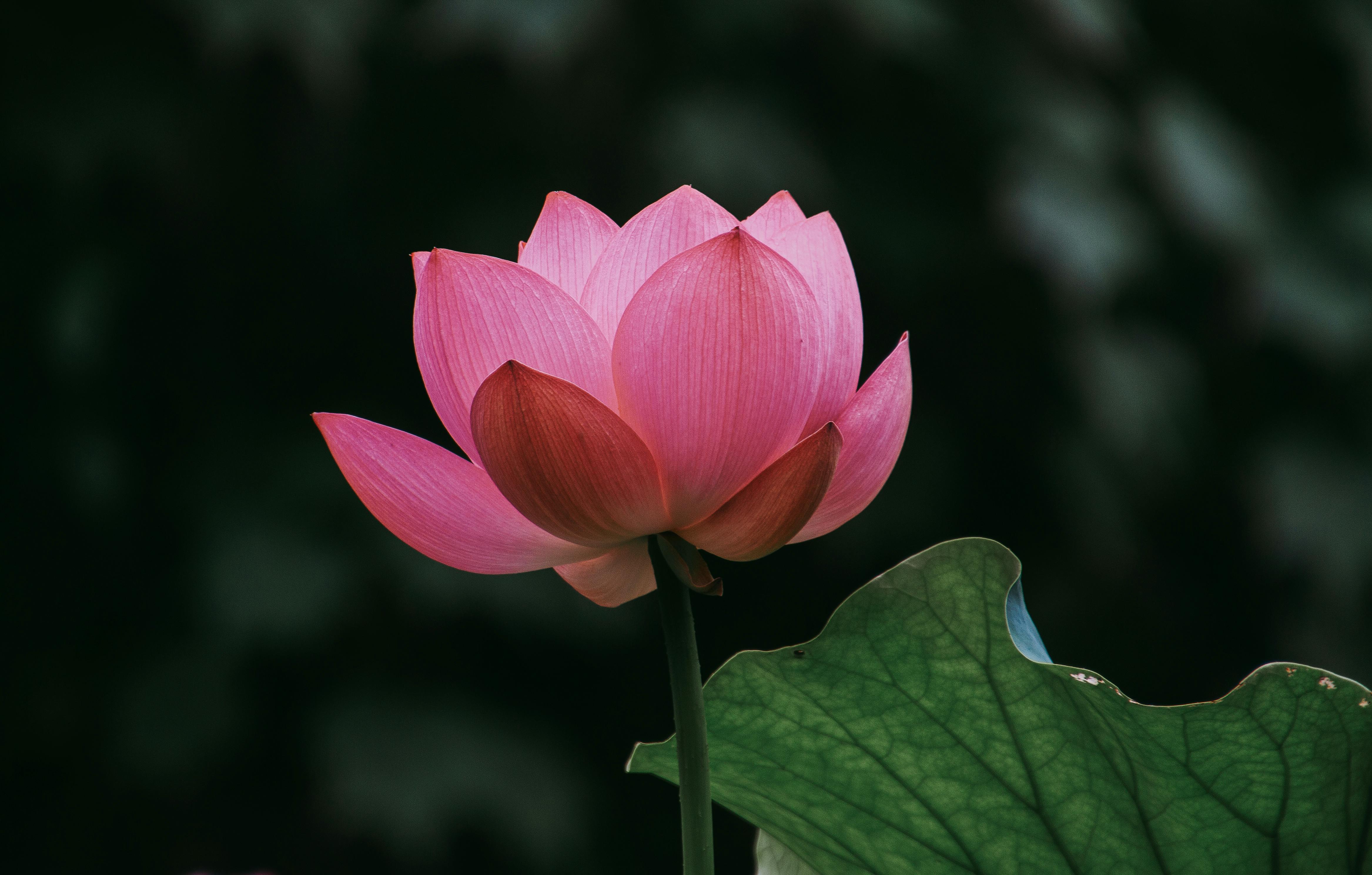 Red Flowering Lotus · Free Stock Photo