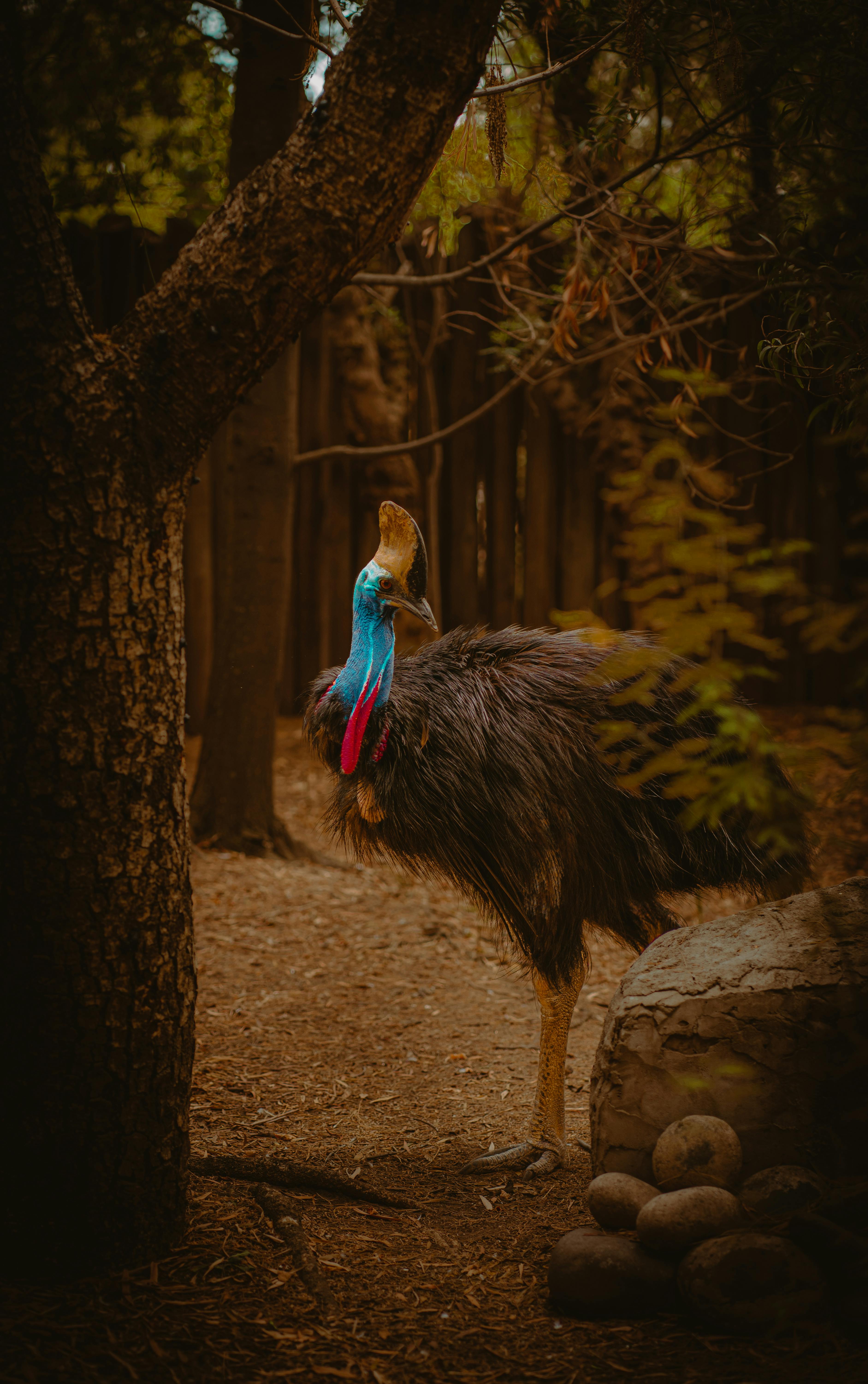 Southern Cassowary Bird · Free Stock Photo