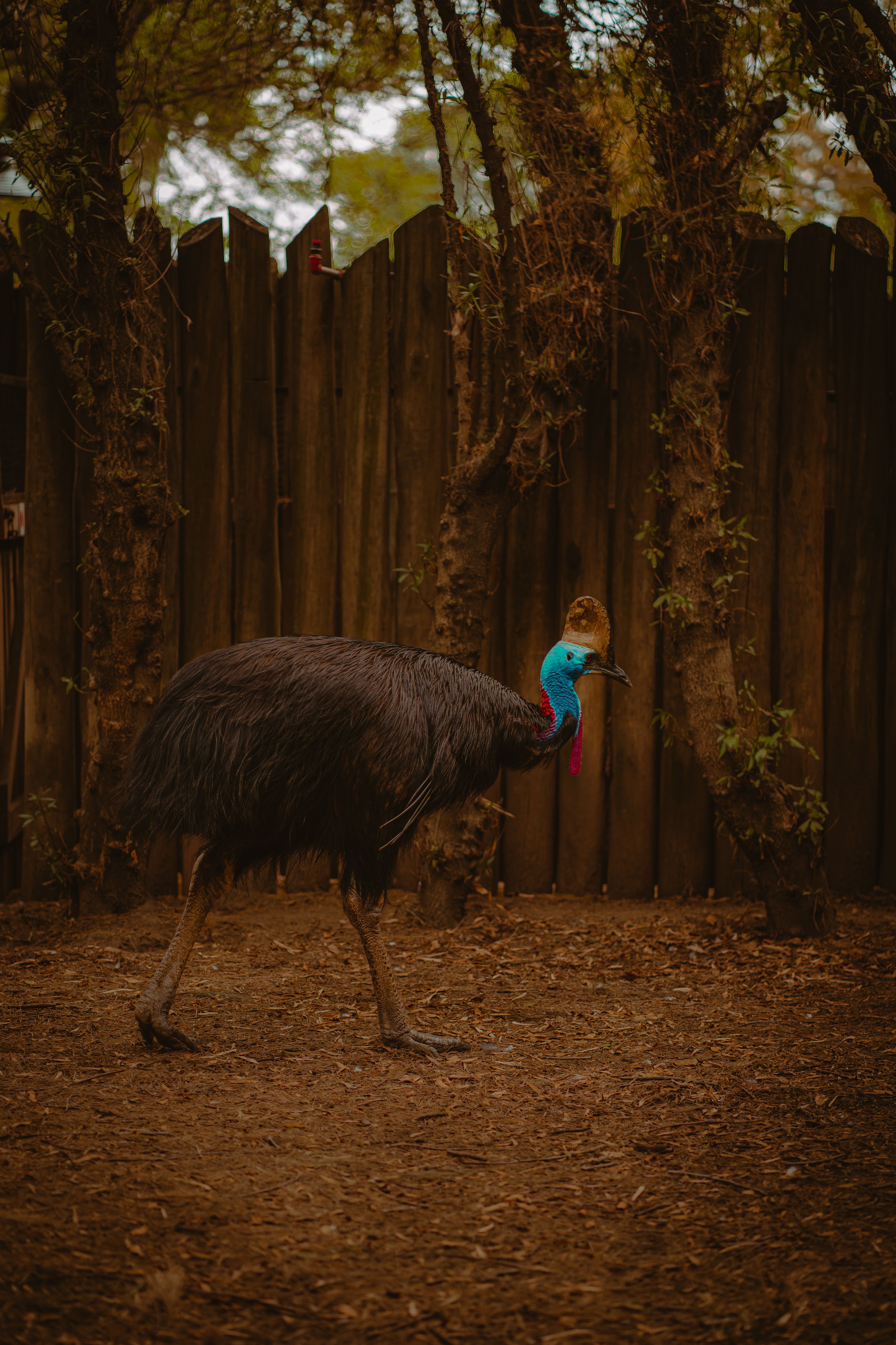A large bird walking through a wooded area · Free Stock Photo