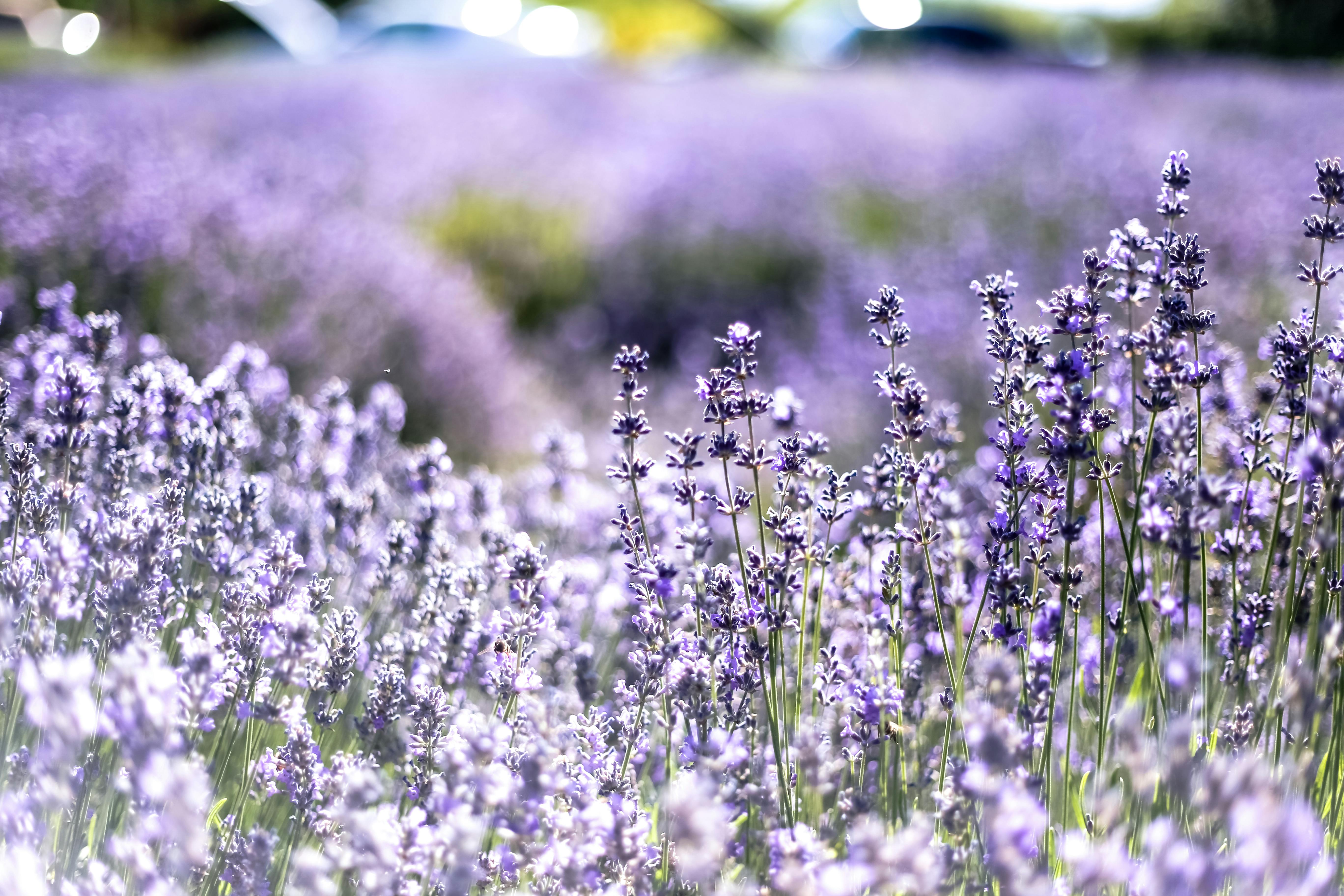 100+ Fotos de Lavanda · Pexels · Fotos de stock gratis