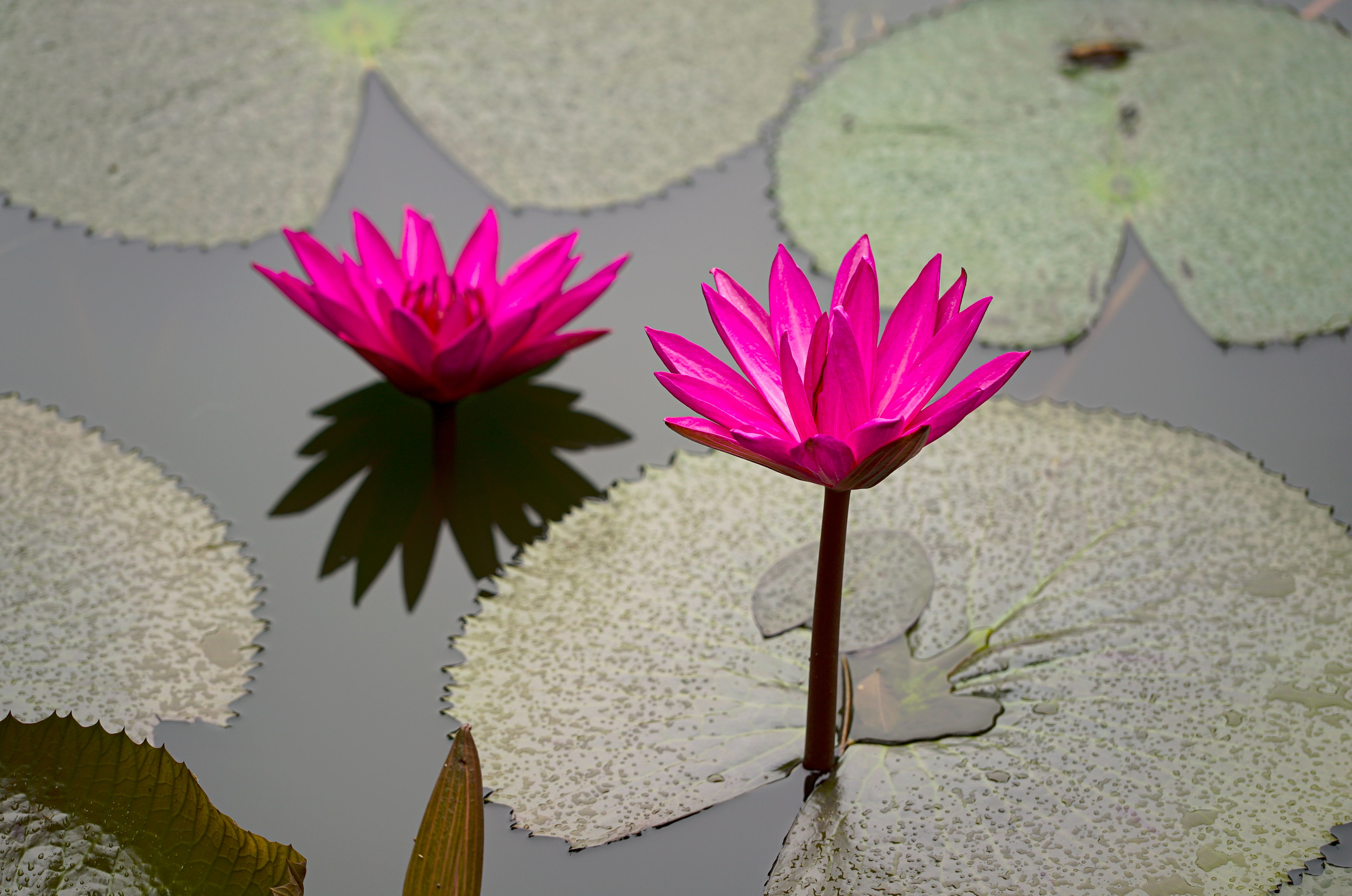 Red Flowering Lotus · Free Stock Photo