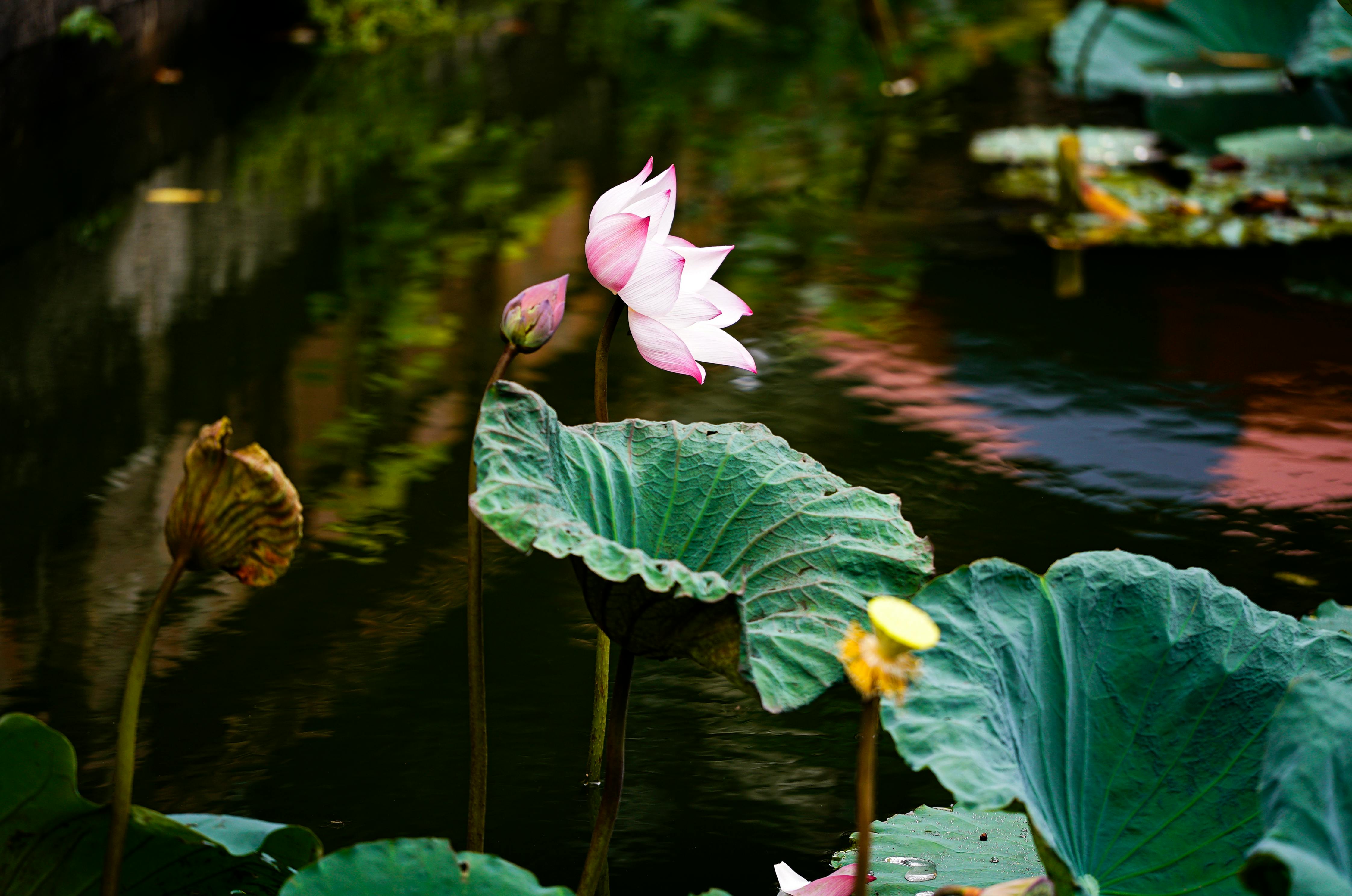 Water Pollination Photos, Download The BEST Free Water Pollination ...