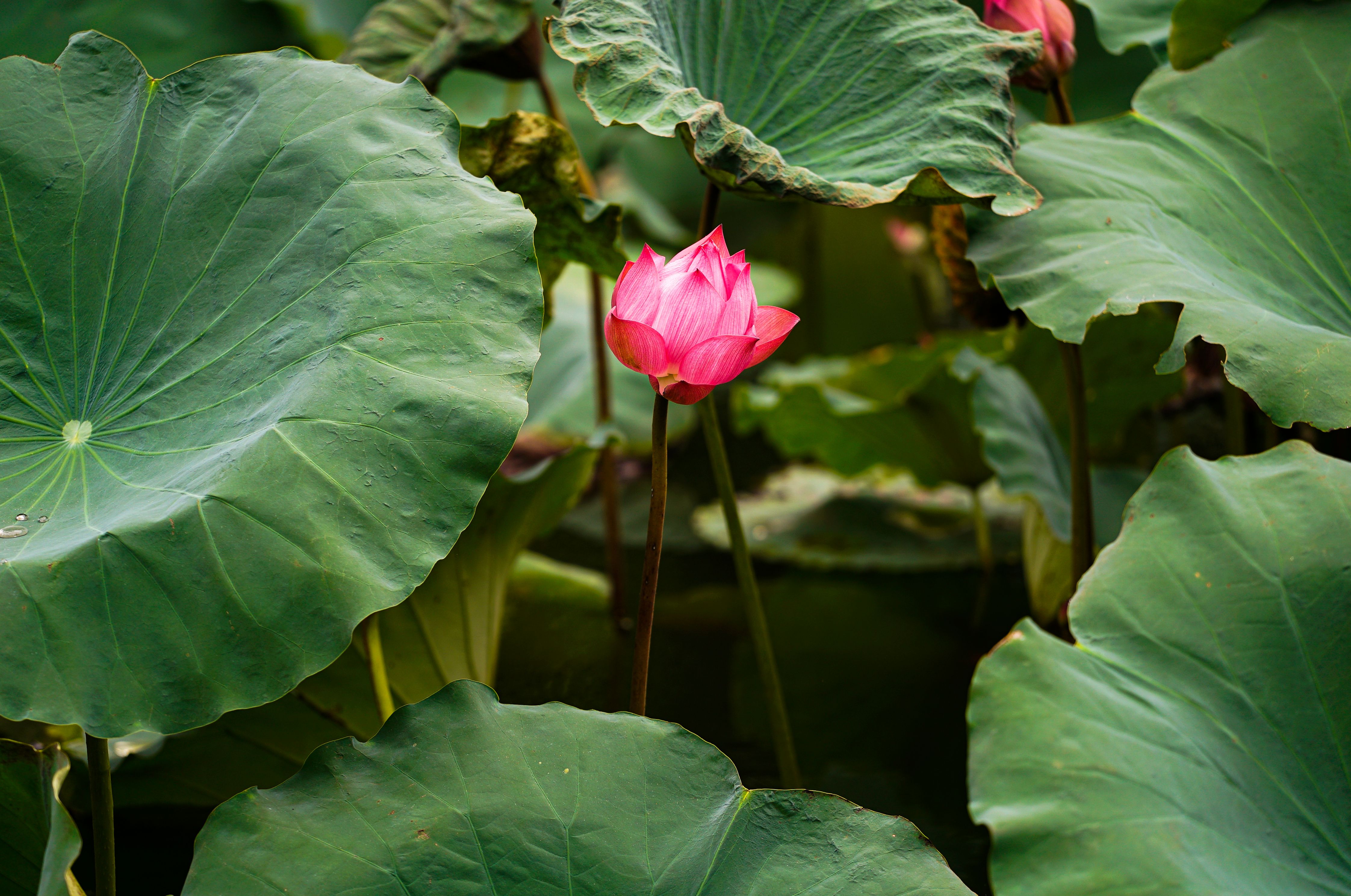 Red Flowering Lotus · Free Stock Photo