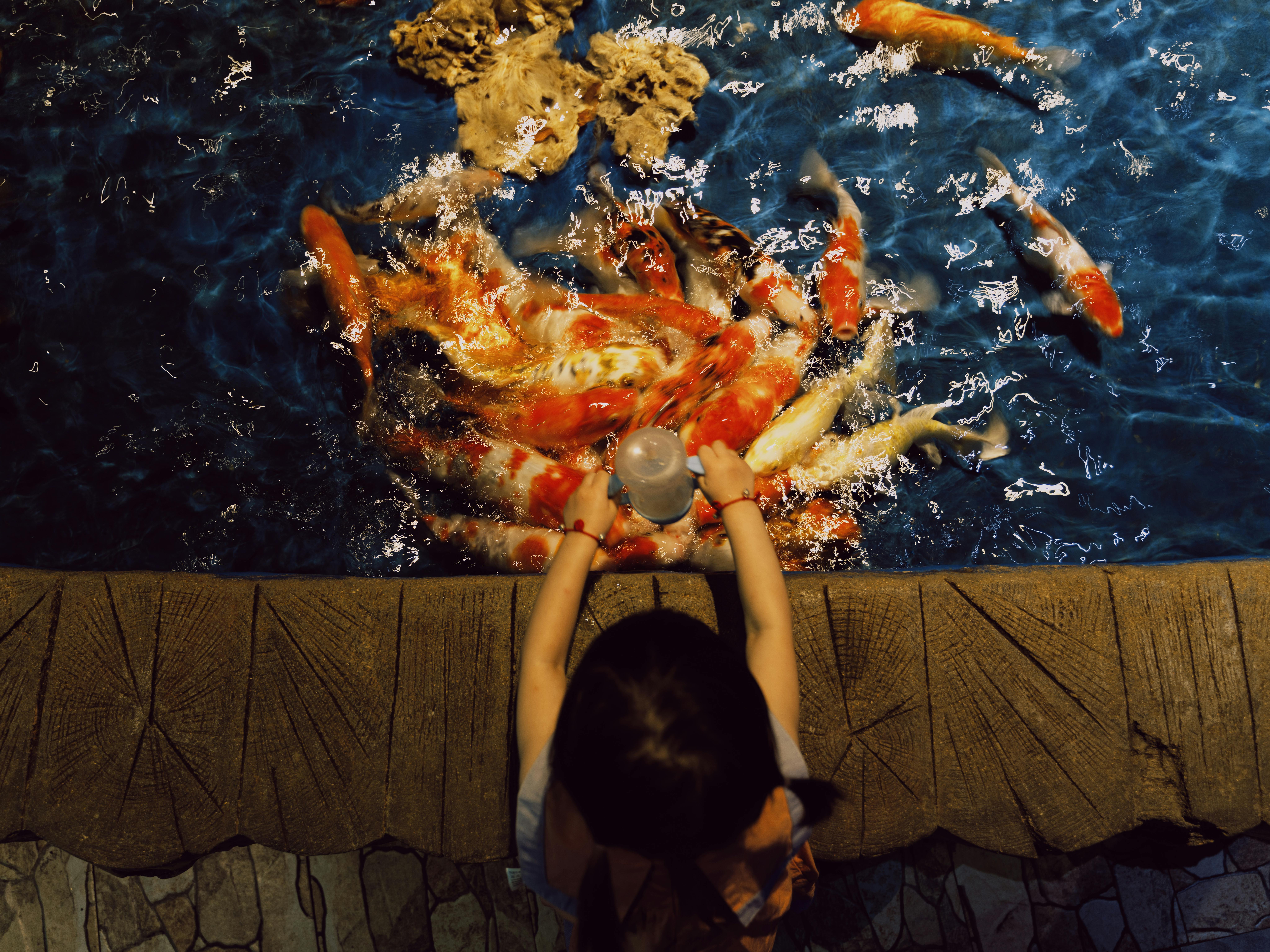 Person Feeding the Fish · Free Stock Photo