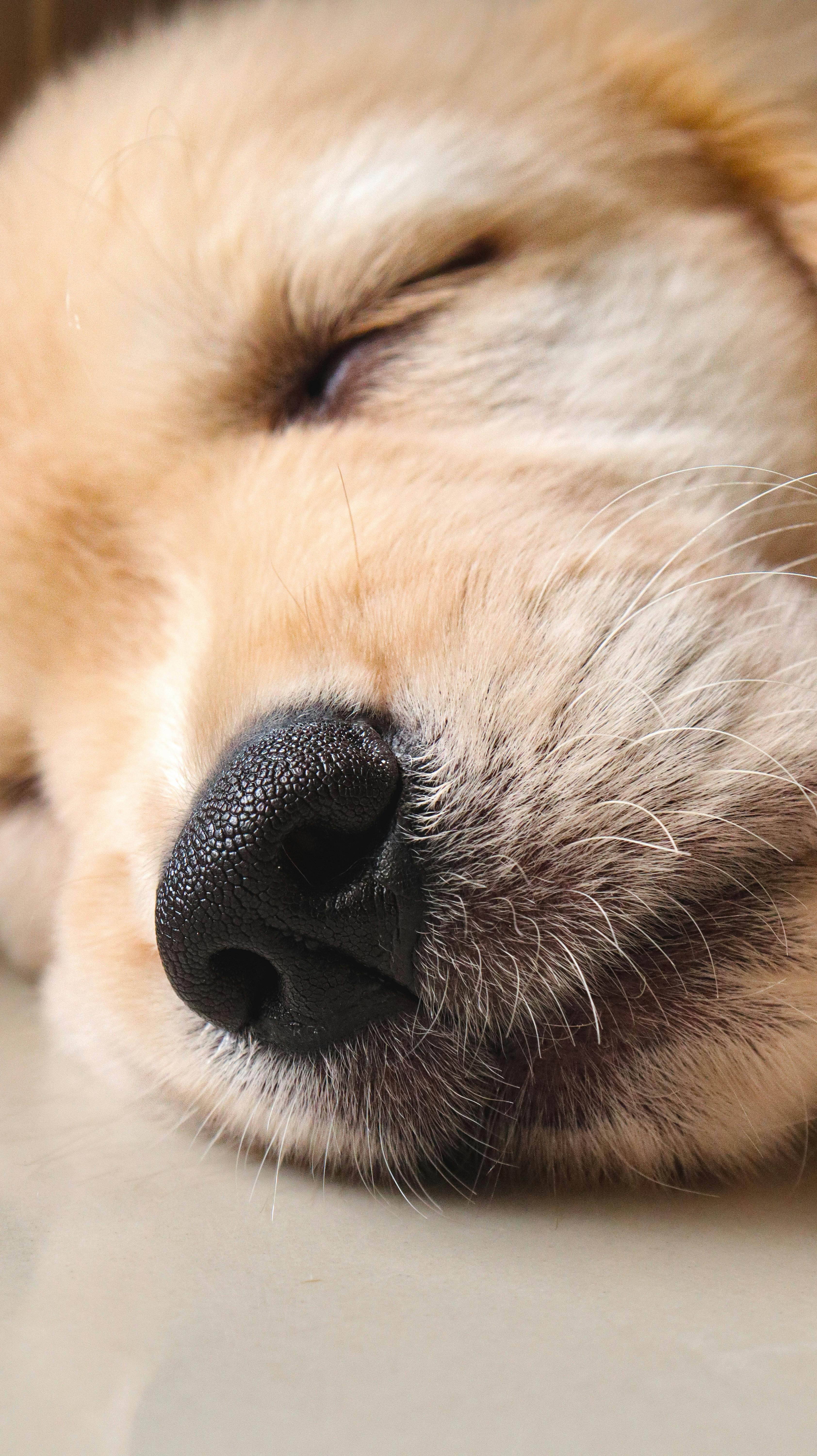 Close Up of a Dogs Snout · Free Stock Photo