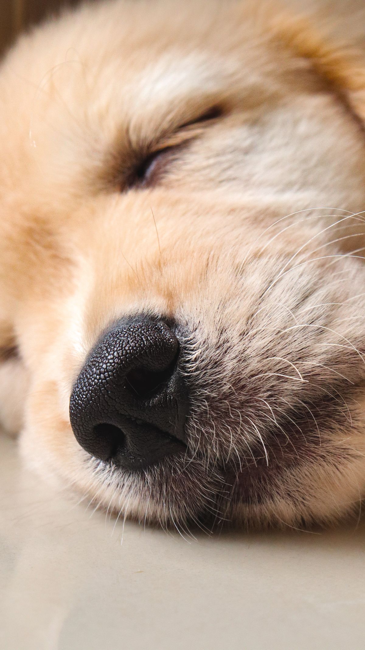 Dog 512x512 Photos, Download The BEST Free Dog 512x512 Stock Photos ...