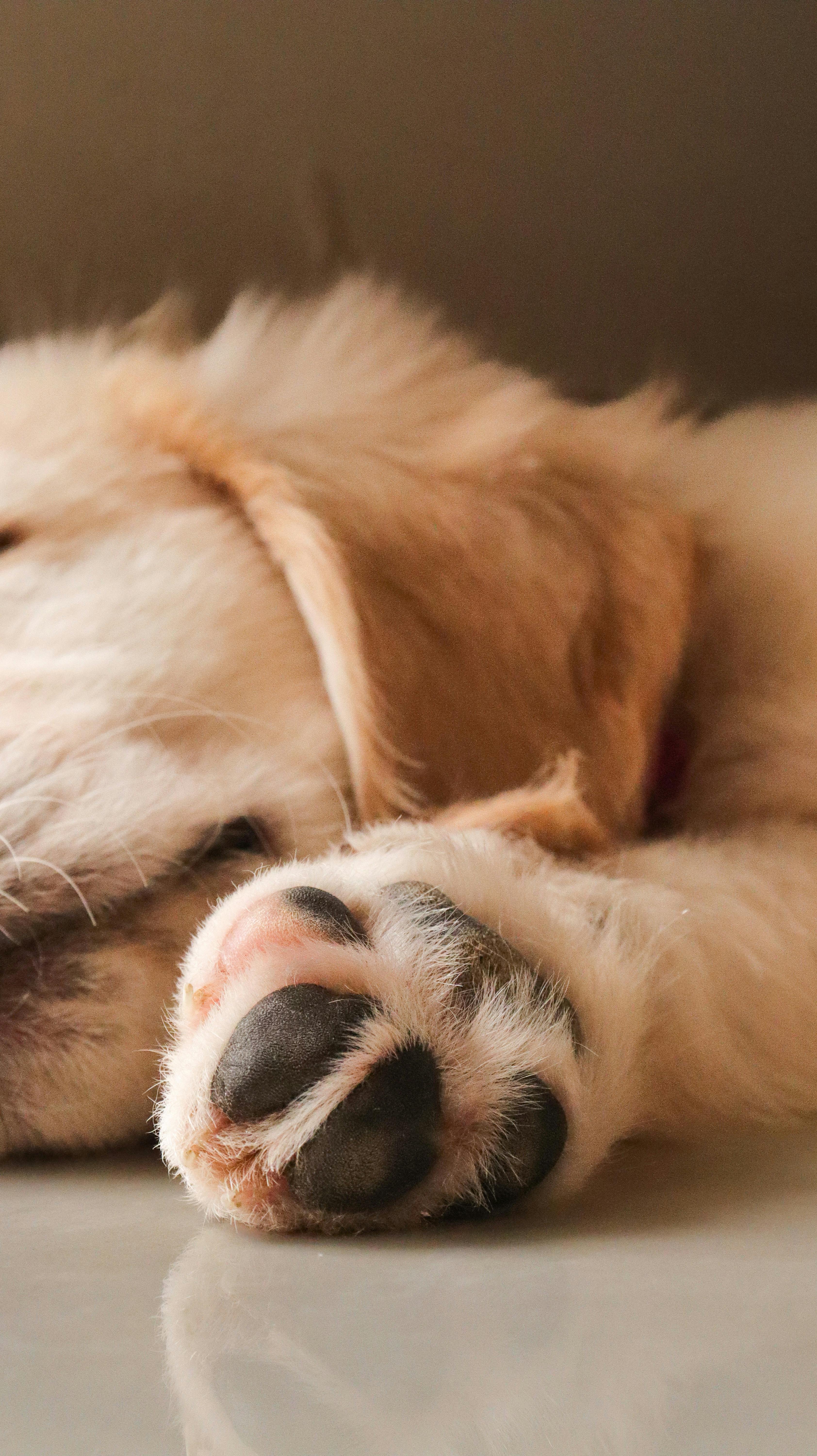 Paw of Beige Dog · Free Stock Photo