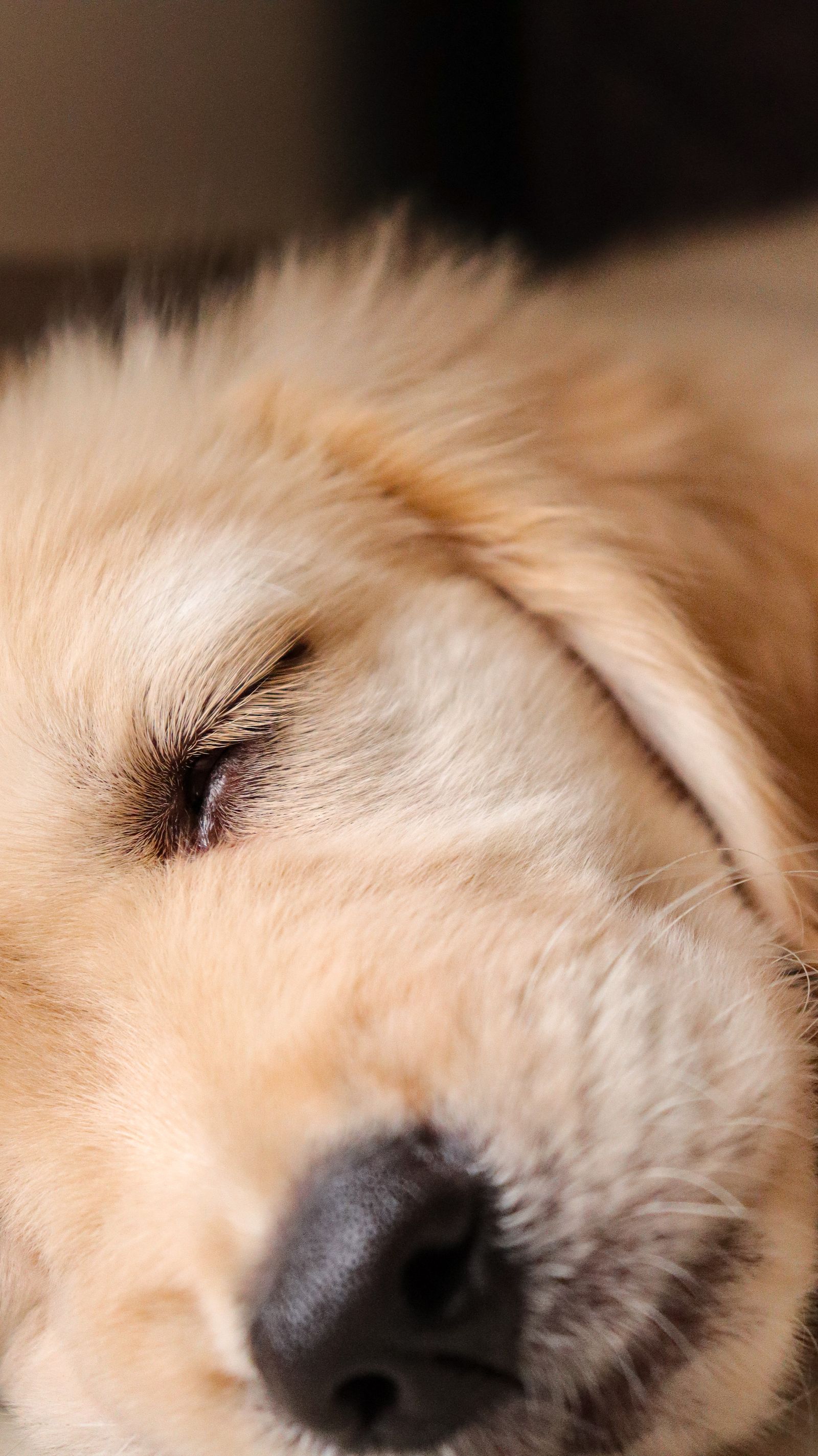 Golden Retriever Dog Photos, Download The BEST Free Golden Retriever ...