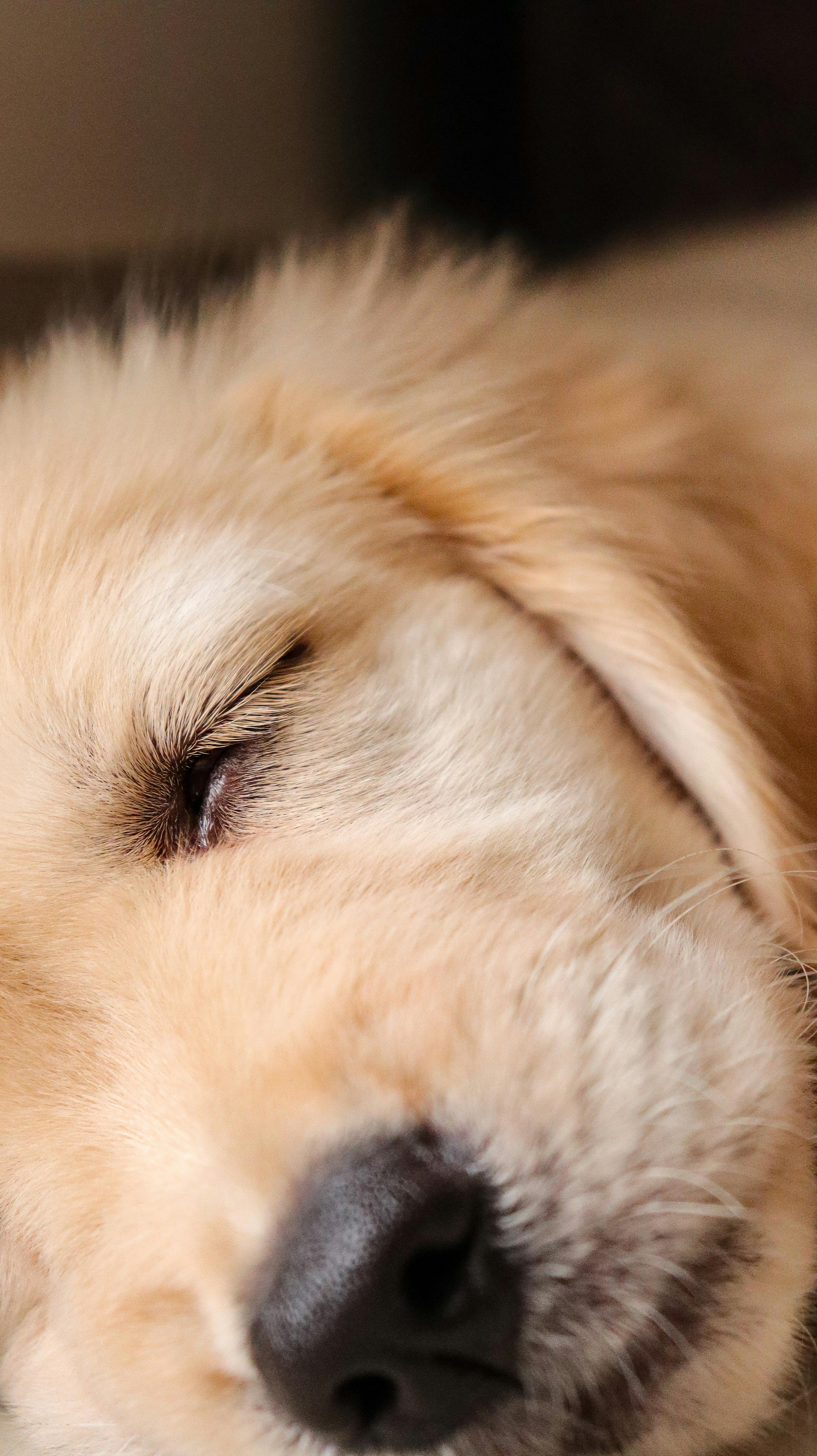 Foto de stock gratuita sobre acogedor, adentro, adorable, afecto, amor ...