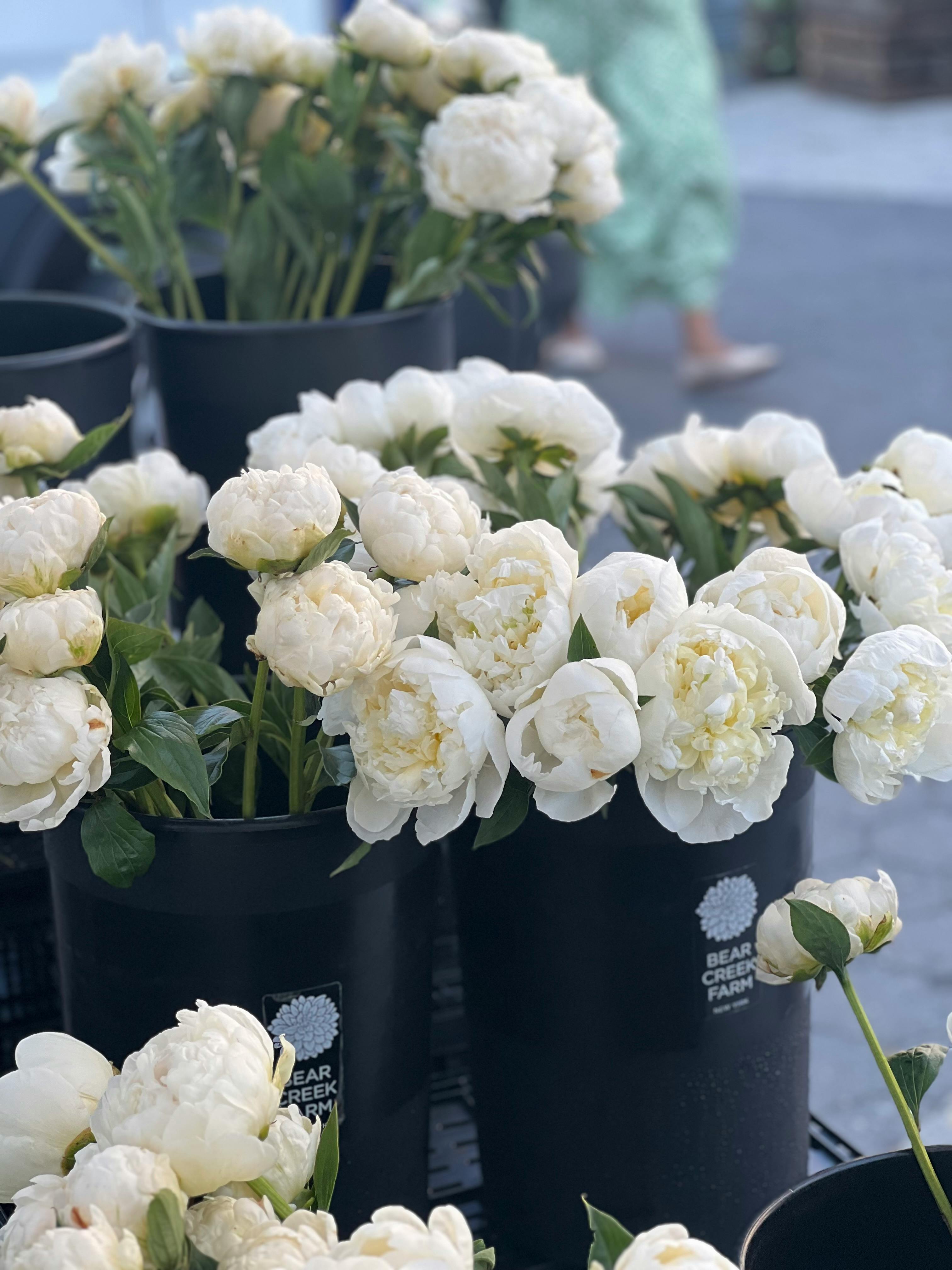 White Roses on Display · Free Stock Photo