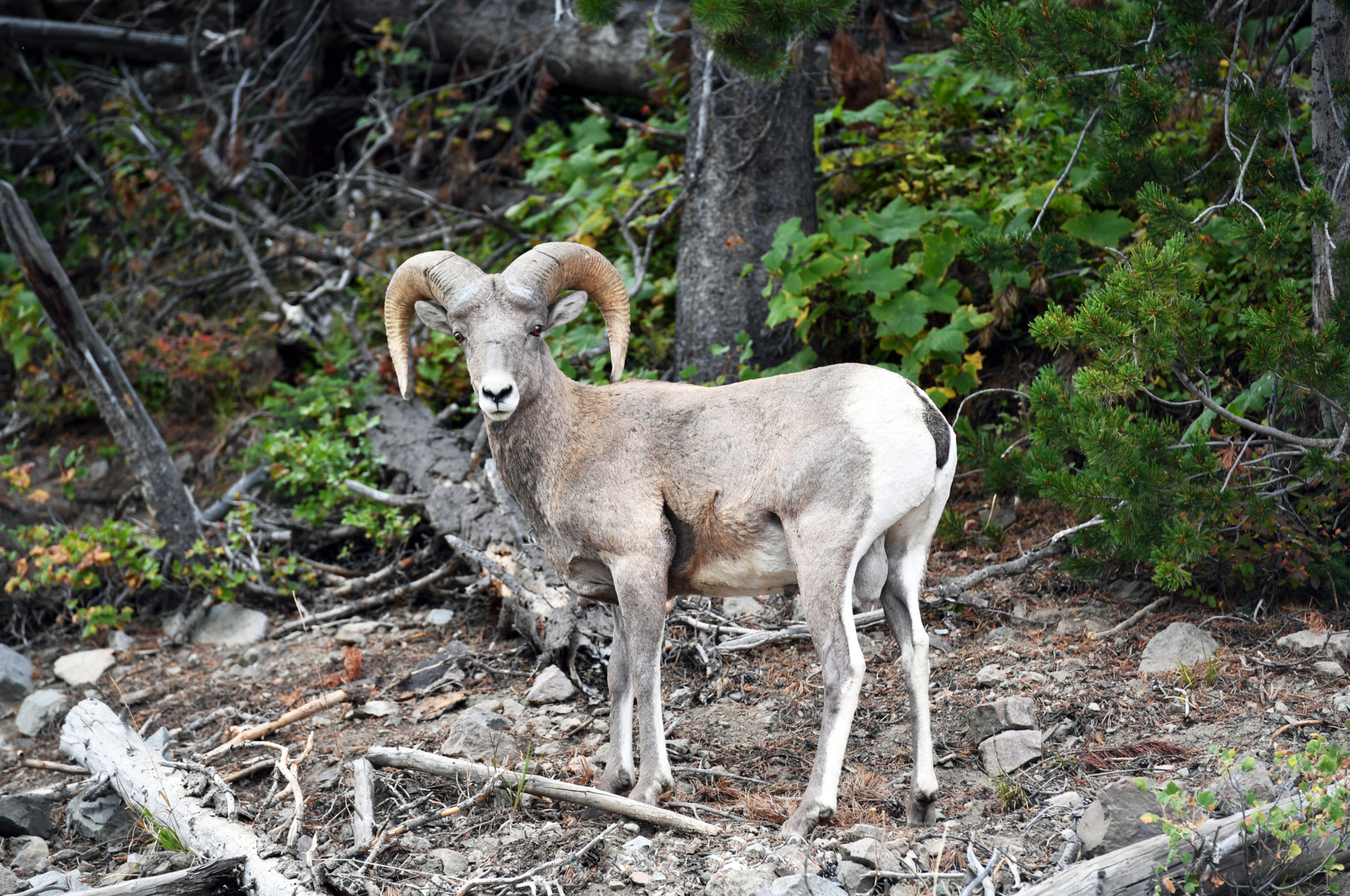 Bighorn Sheep in Forest · Free Stock Photo